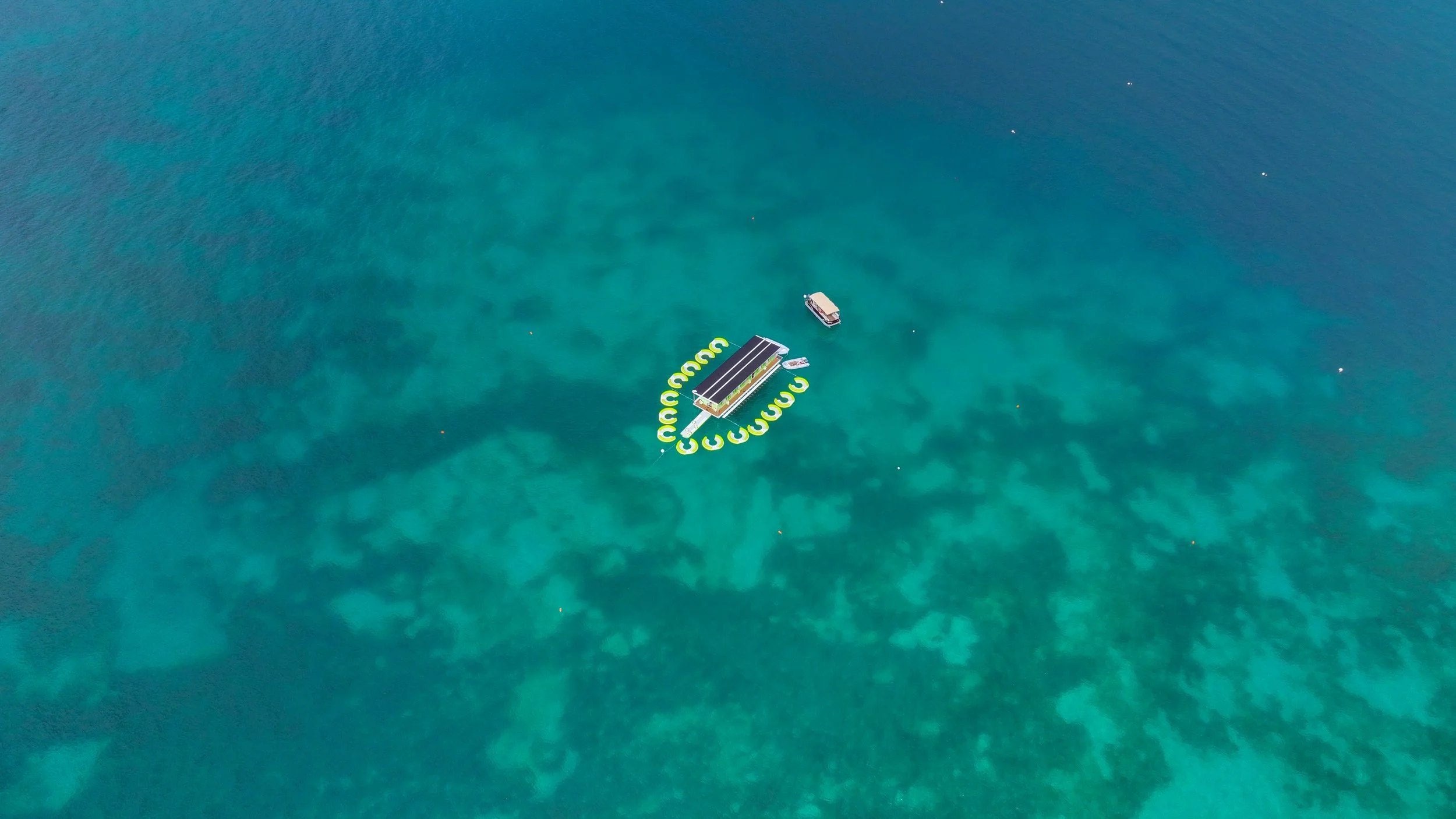 Turtles & Tacos — LIME OUT