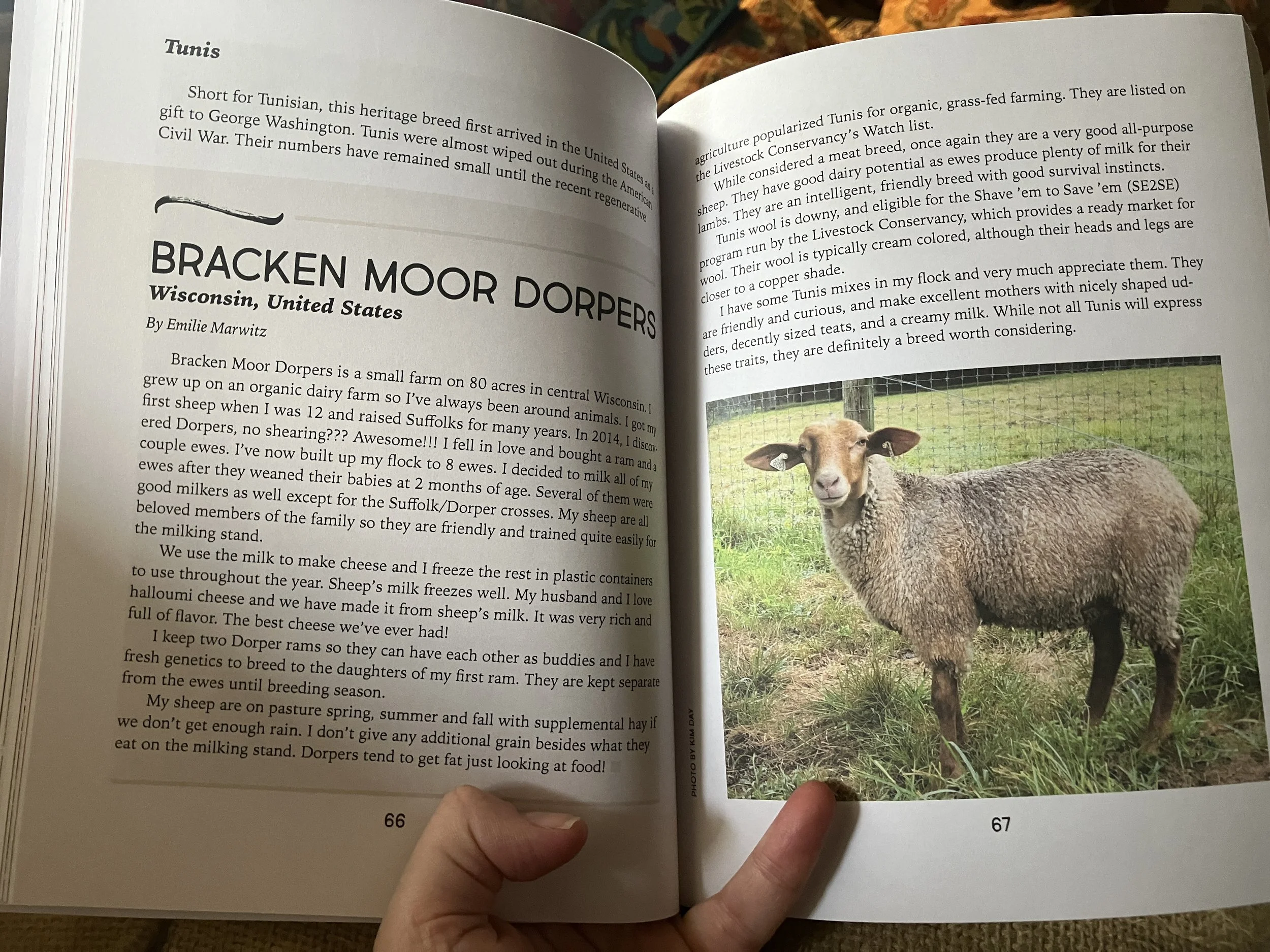 Shop — WhoopsyDaisy Farm