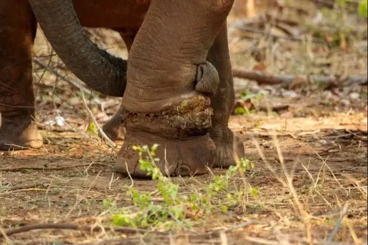 The Native Elephant — Shaman Dao | Santa Fe, New Mexico