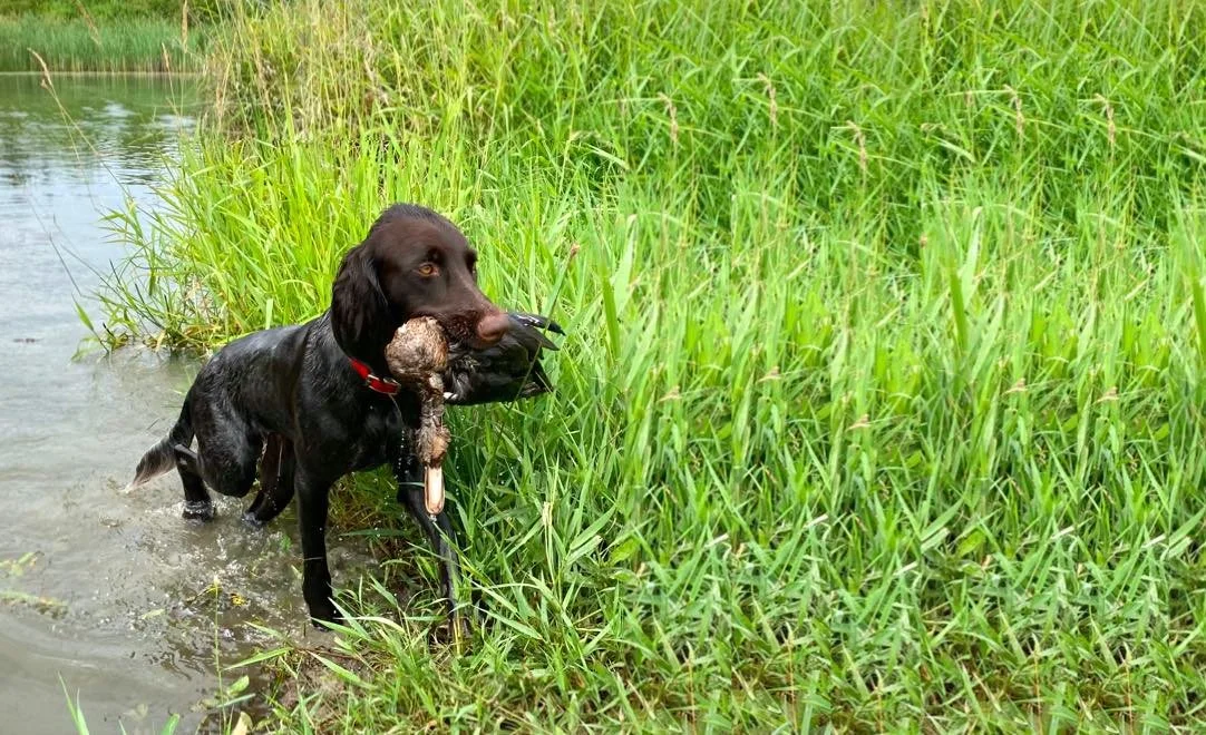 About NAVHDA Tests — Pacific Northwest NAVHDA