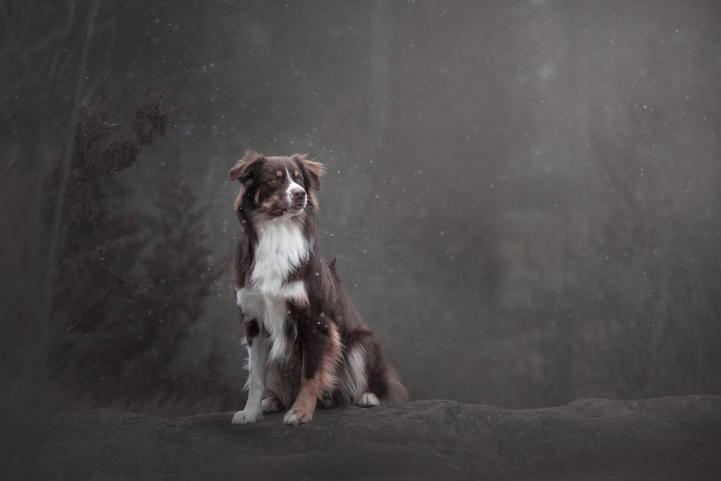 Elizabeth Boudreau Photography