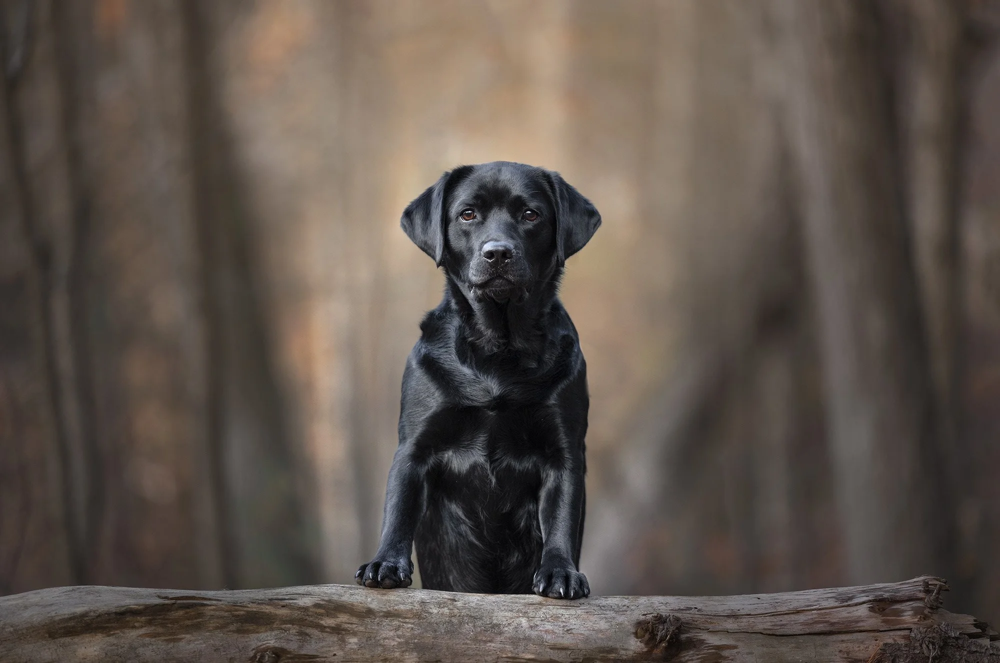 Elizabeth Boudreau Photography