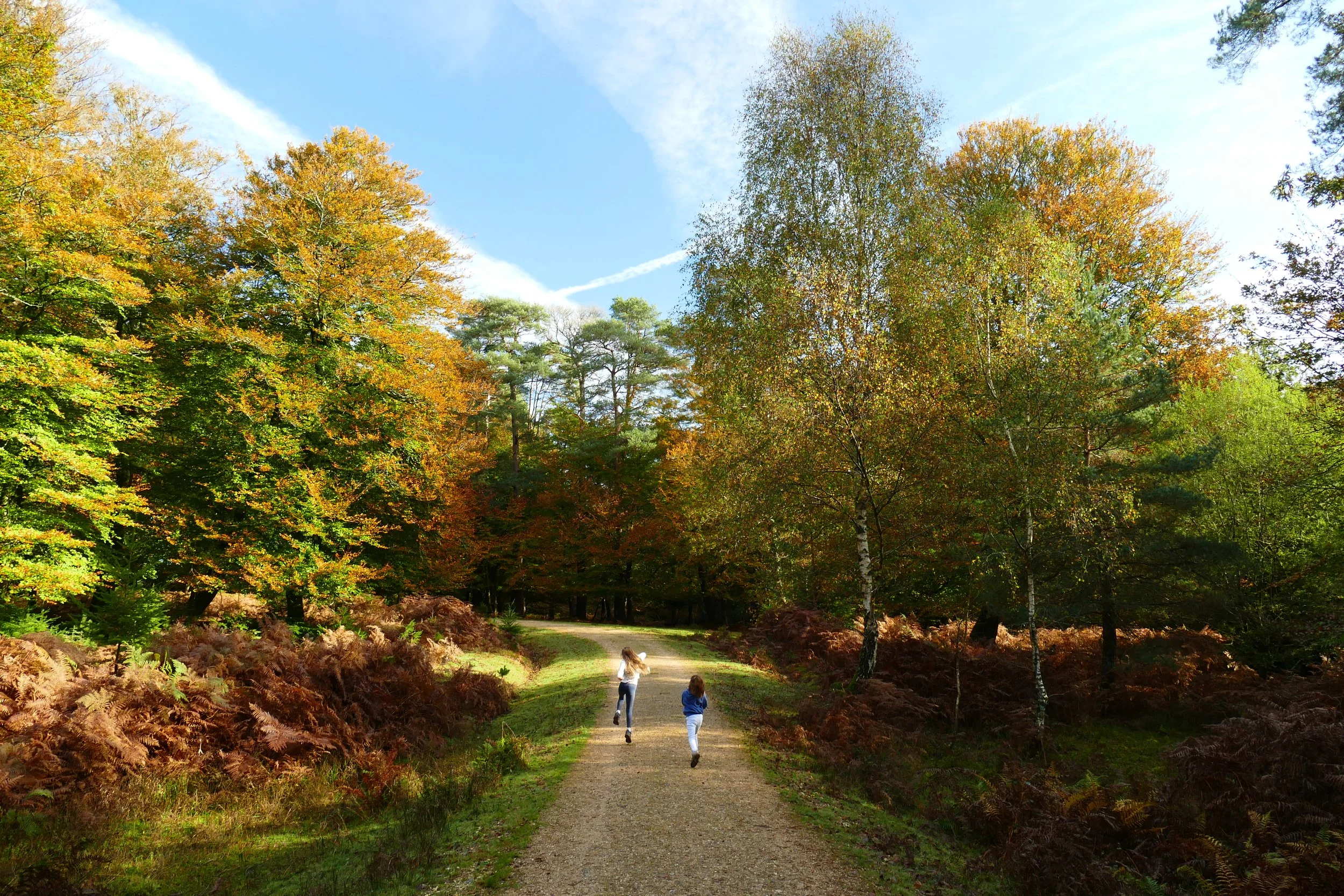 A circular walk for the whole family near Burley in The New Forest ...