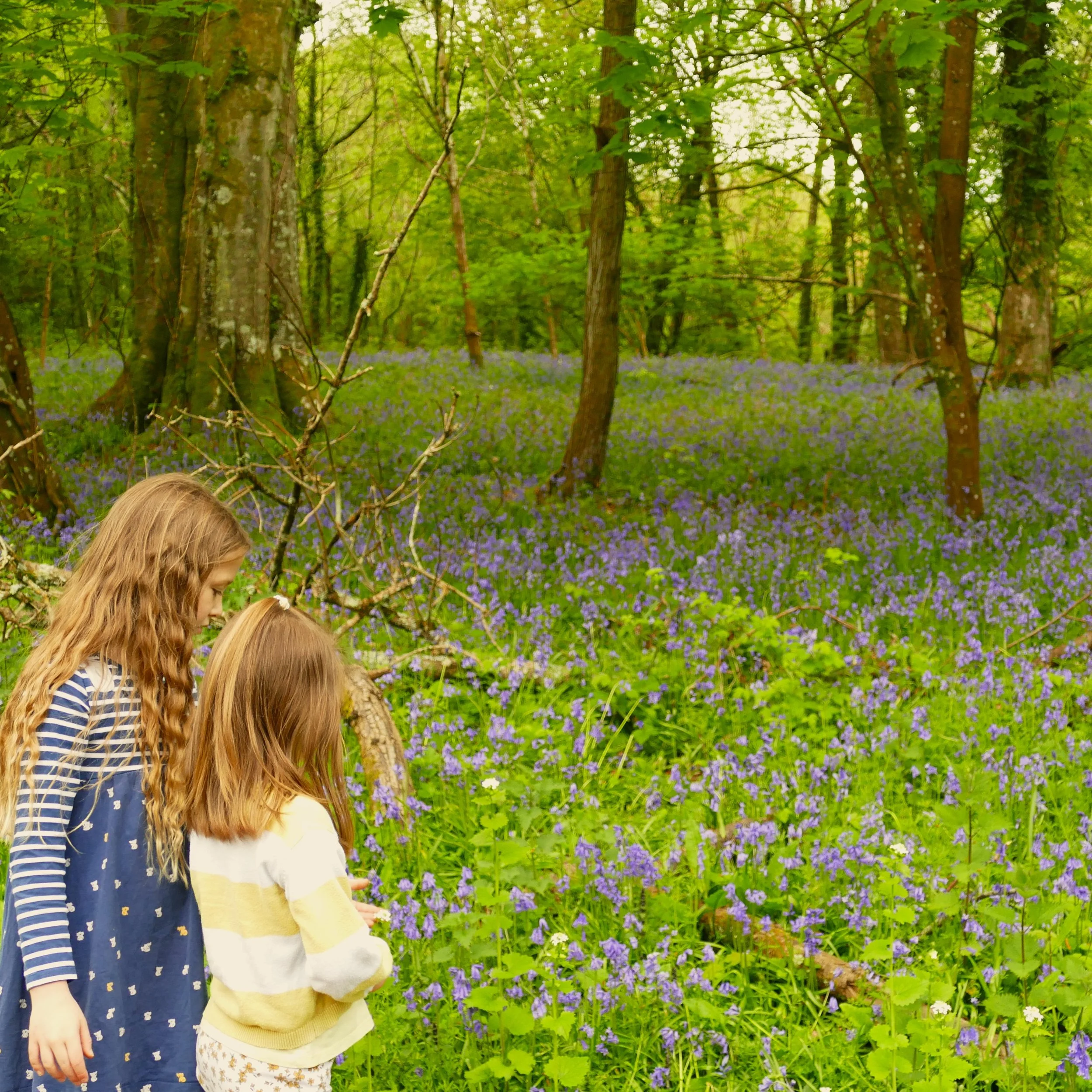 A guide to the best bluebell walks in Hampshire and around. — The ...