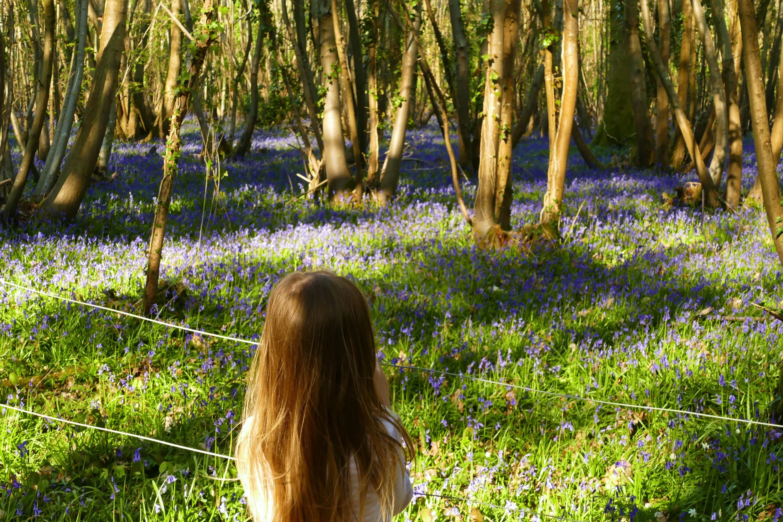 A circular walk for the whole family to spot bluebells in Stoke Wood ...
