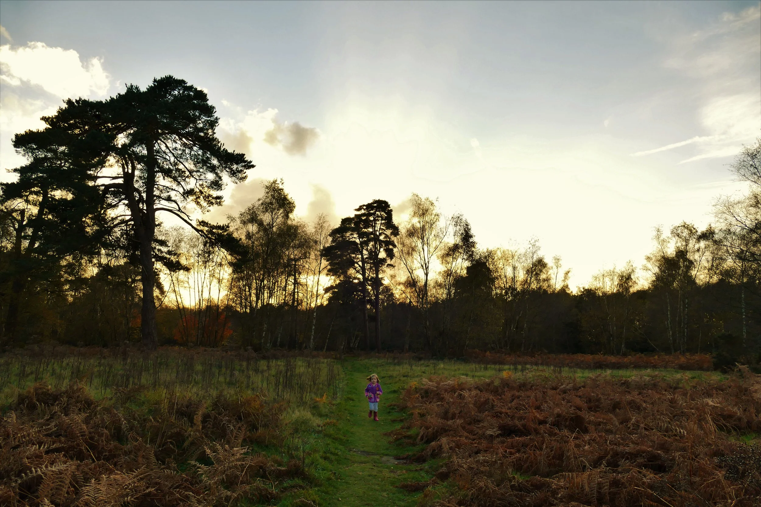 A walk for the whole family around Bramshott Common and Waggoners Wells ...