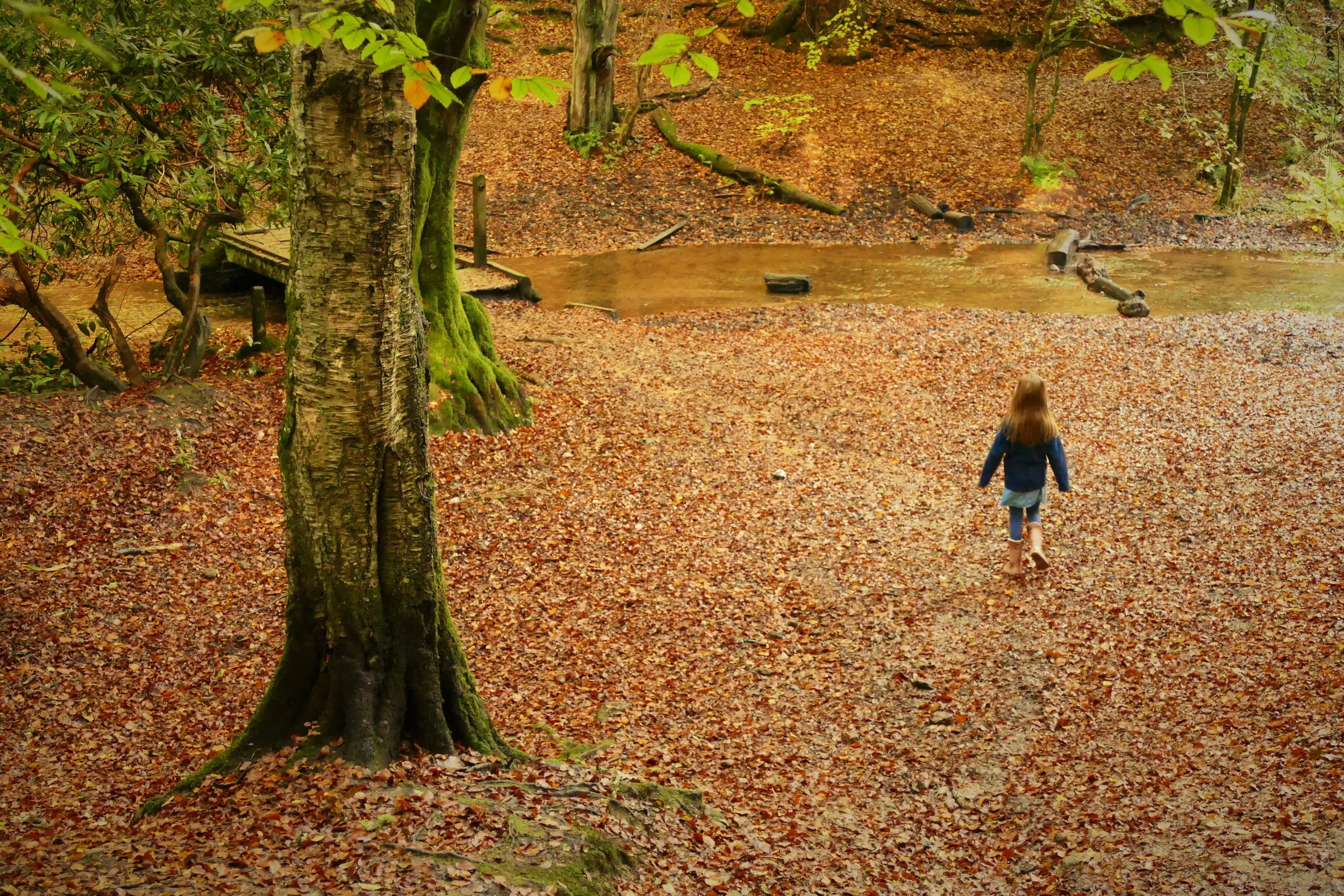 A walk for the whole family around Bramshott Common and Waggoners Wells ...
