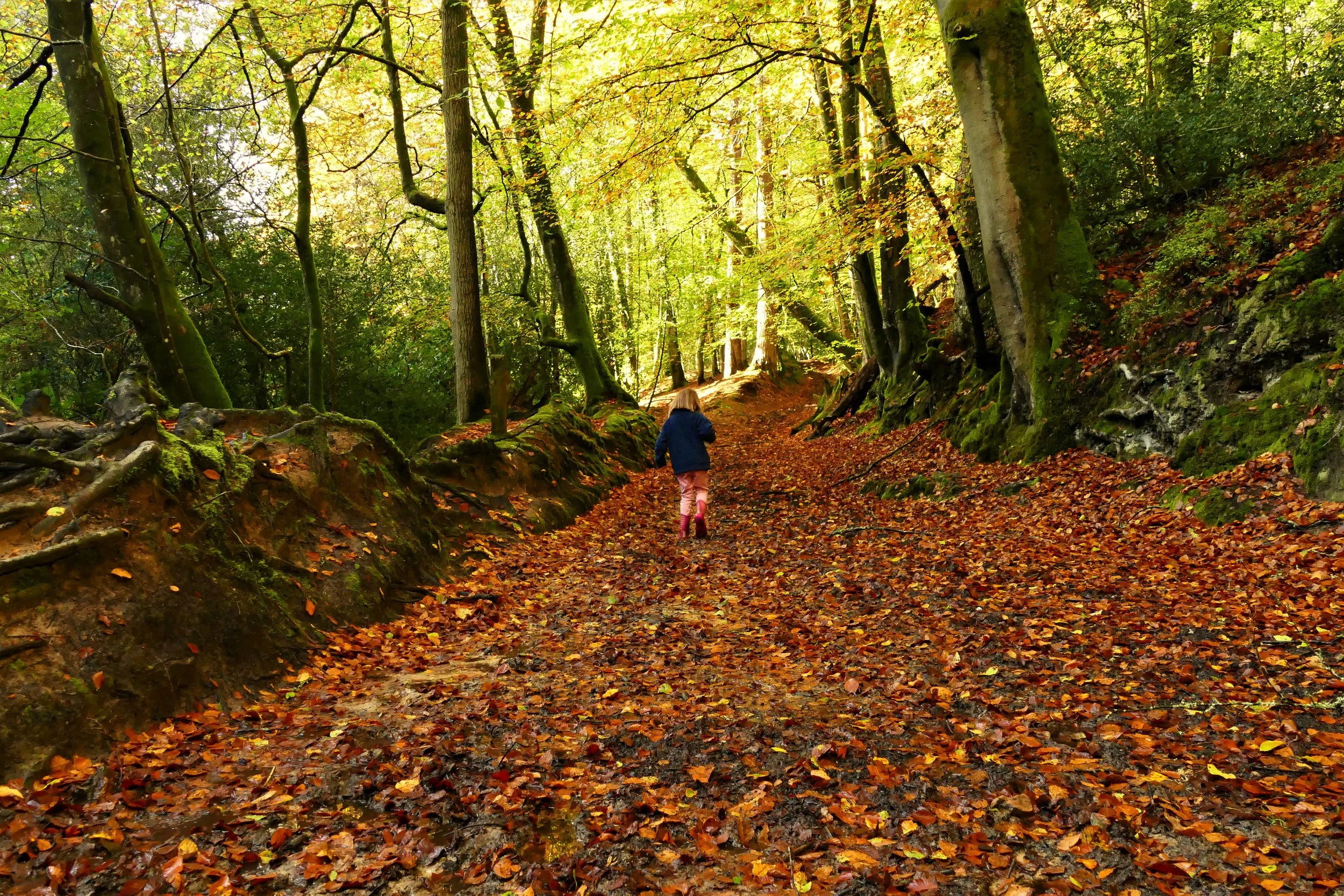 A walk for the whole family around Bramshott Common and Waggoners Wells ...