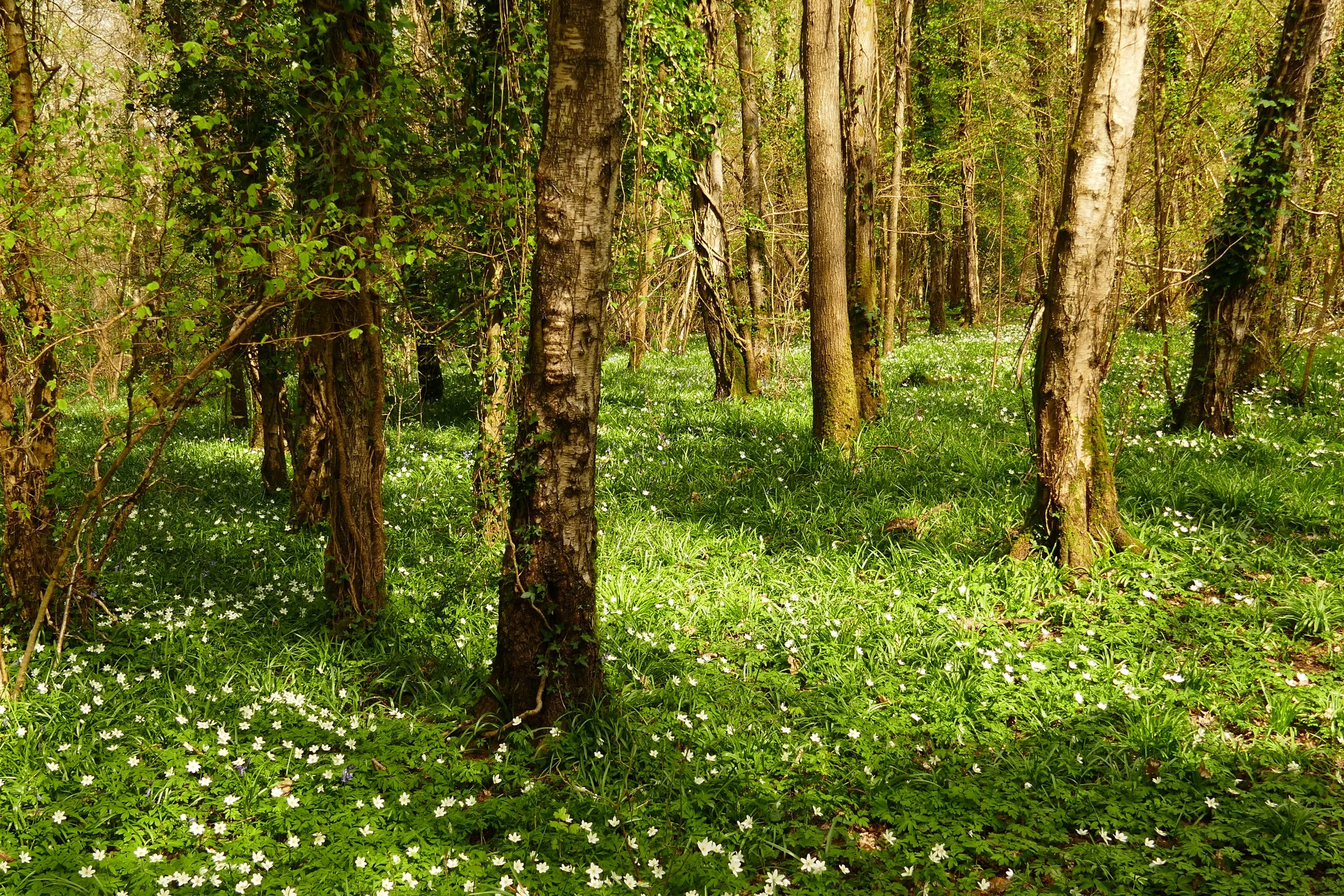 A walk for the whole family at Upperford Copse — The Ambling Path ...