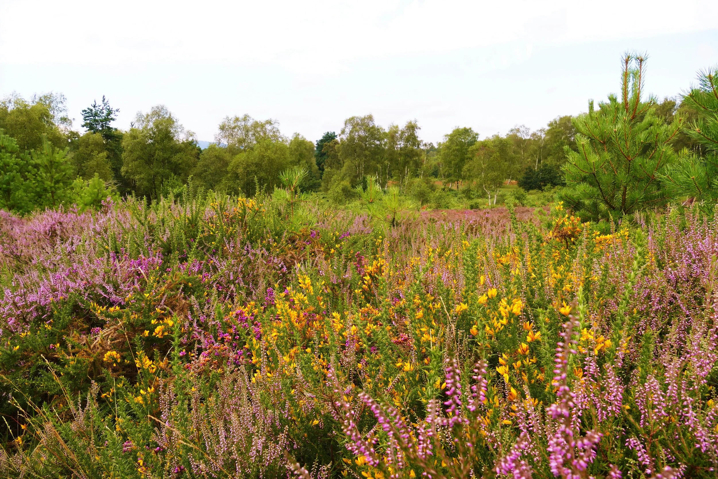 A walk for the whole family at Iping and Stedham Commons — The Ambling ...
