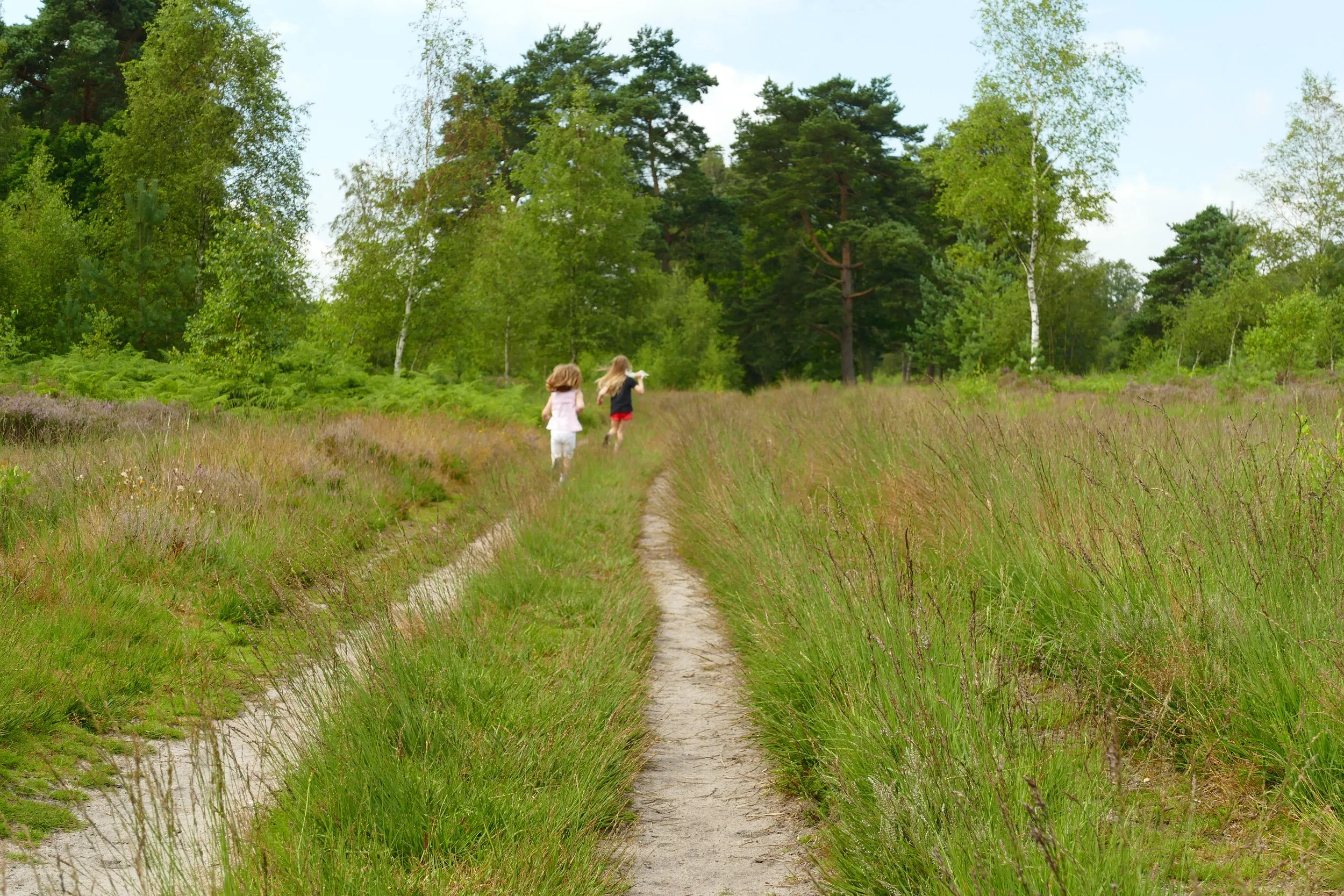 A walk for the whole family at Iping and Stedham Commons — The Ambling ...