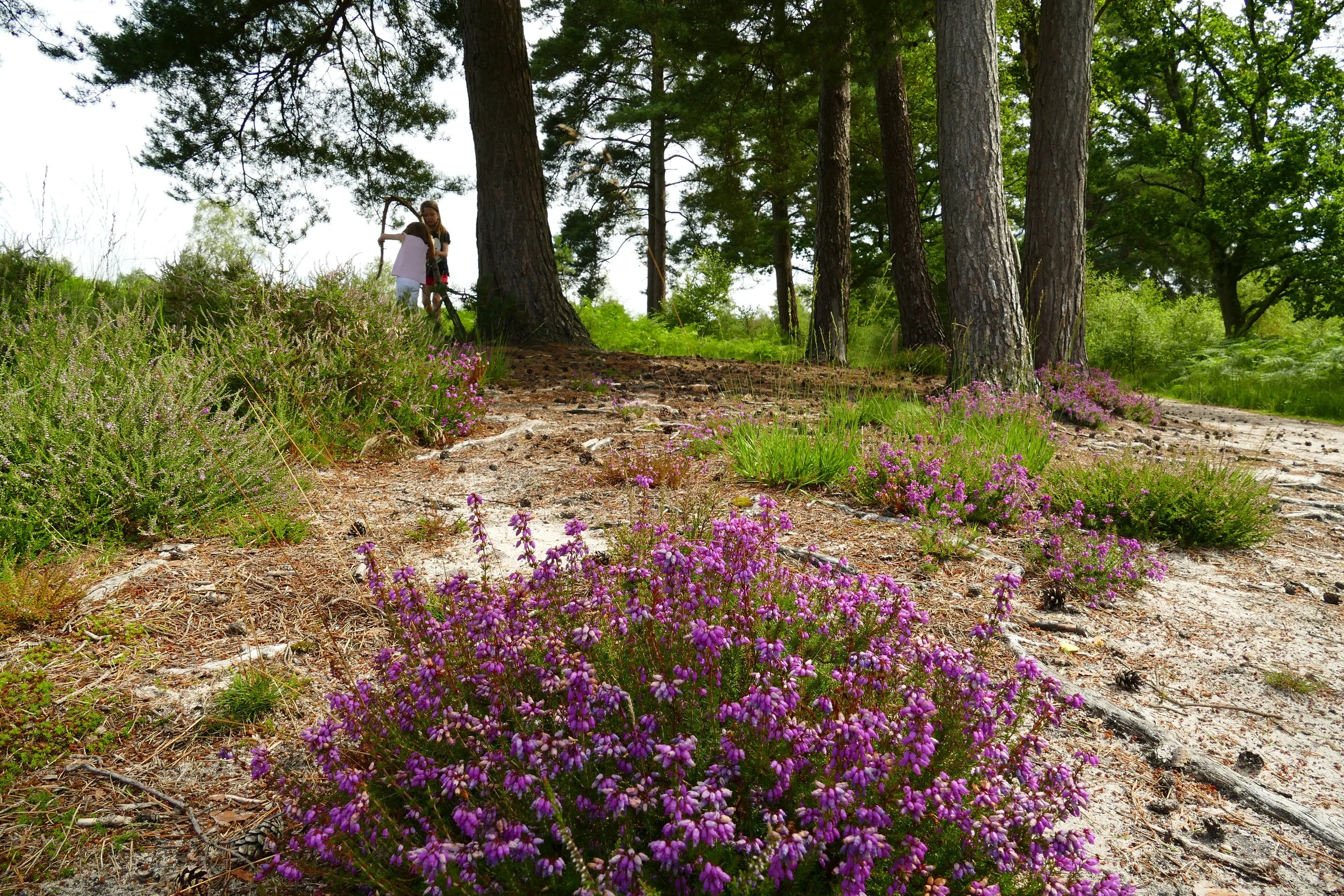 A walk for the whole family at Iping and Stedham Commons — The Ambling ...