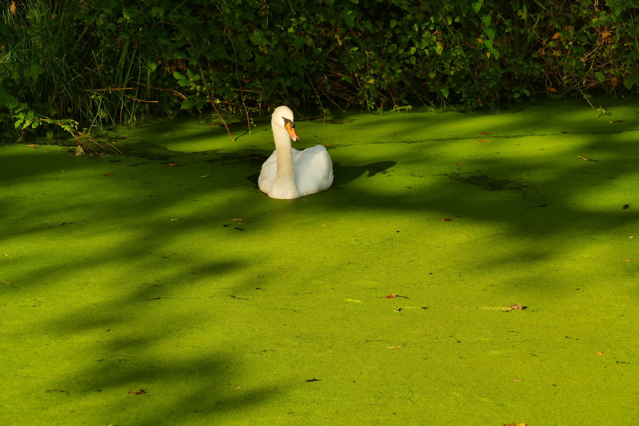 A walk for the whole family along The Wey and Arun Canal near Loxwood ...