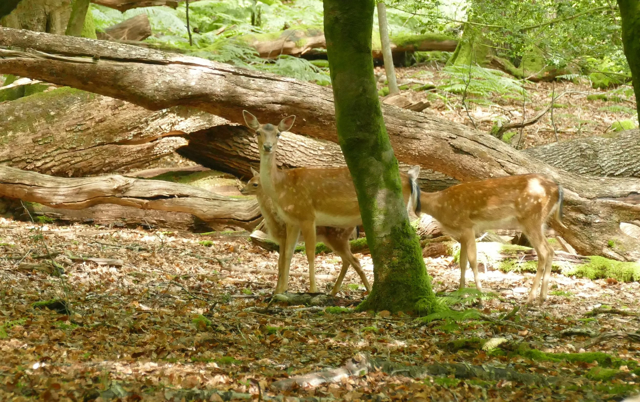 A walk for the whole family from Eyeworth Pond in Fritham — The Ambling ...