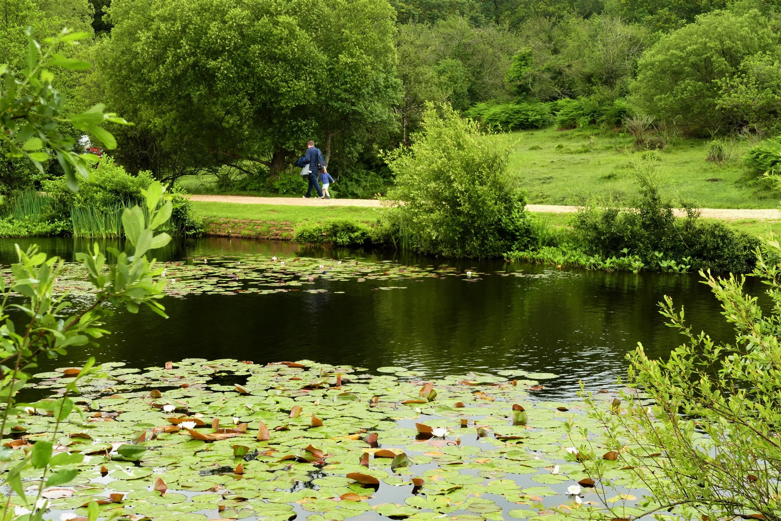 A walk for the whole family from Eyeworth Pond in Fritham — The Ambling ...
