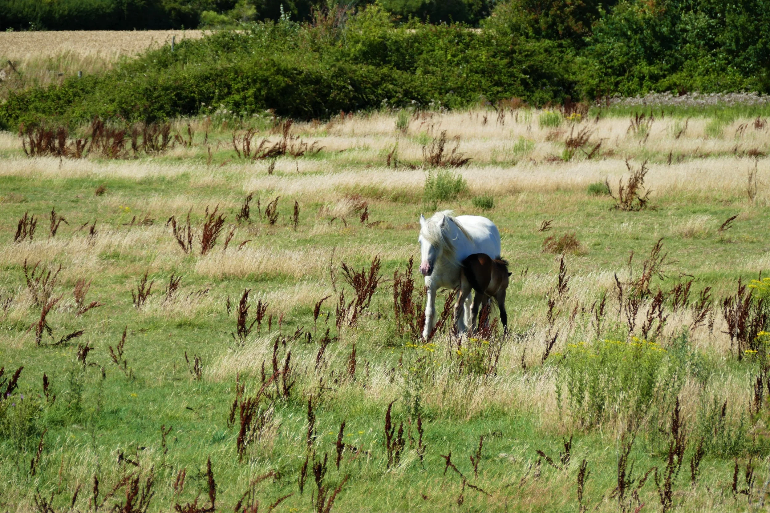 A walk for the whole family from Nutbourne in Chichester Harbour — The ...