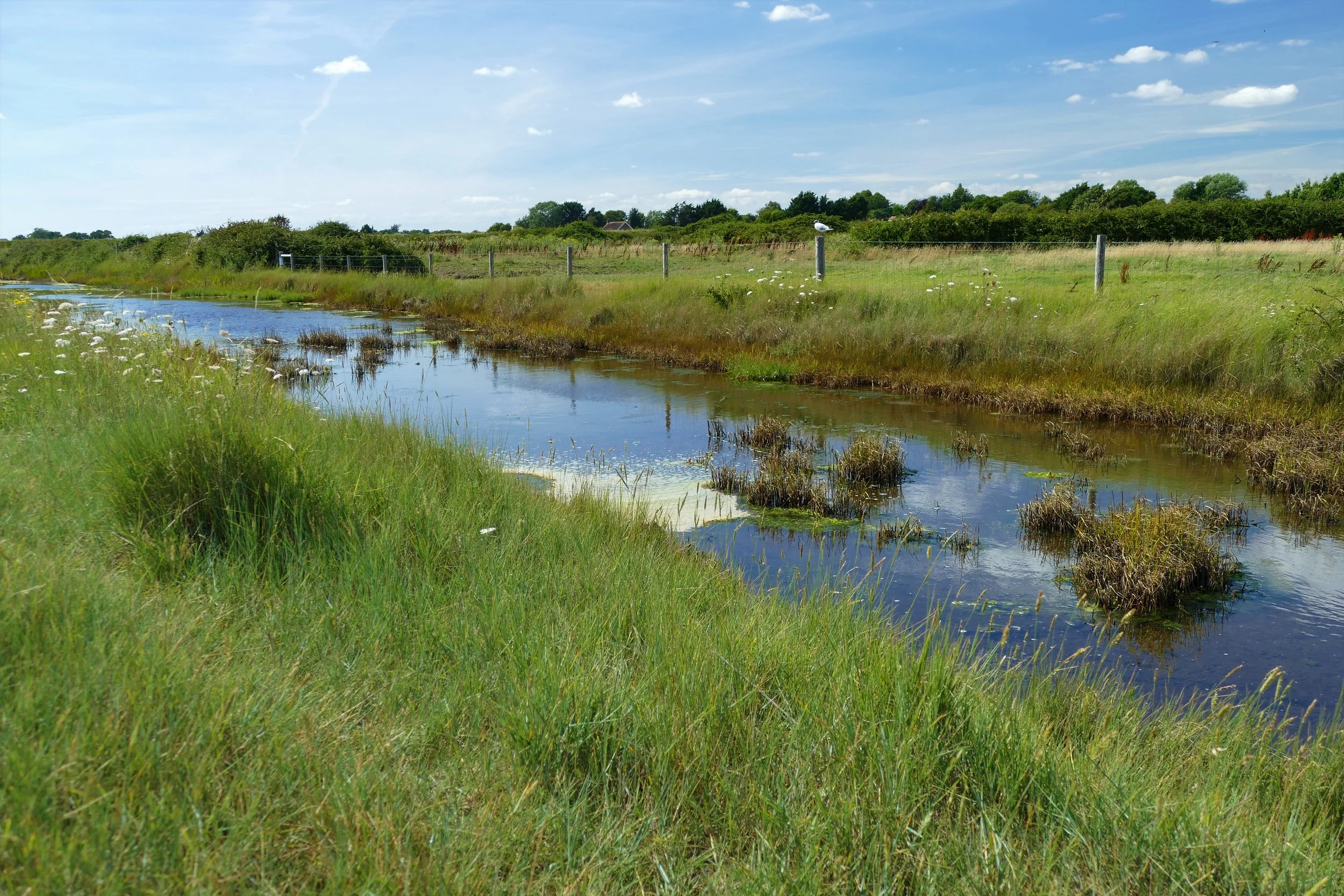 A walk for the whole family from Nutbourne in Chichester Harbour — The ...