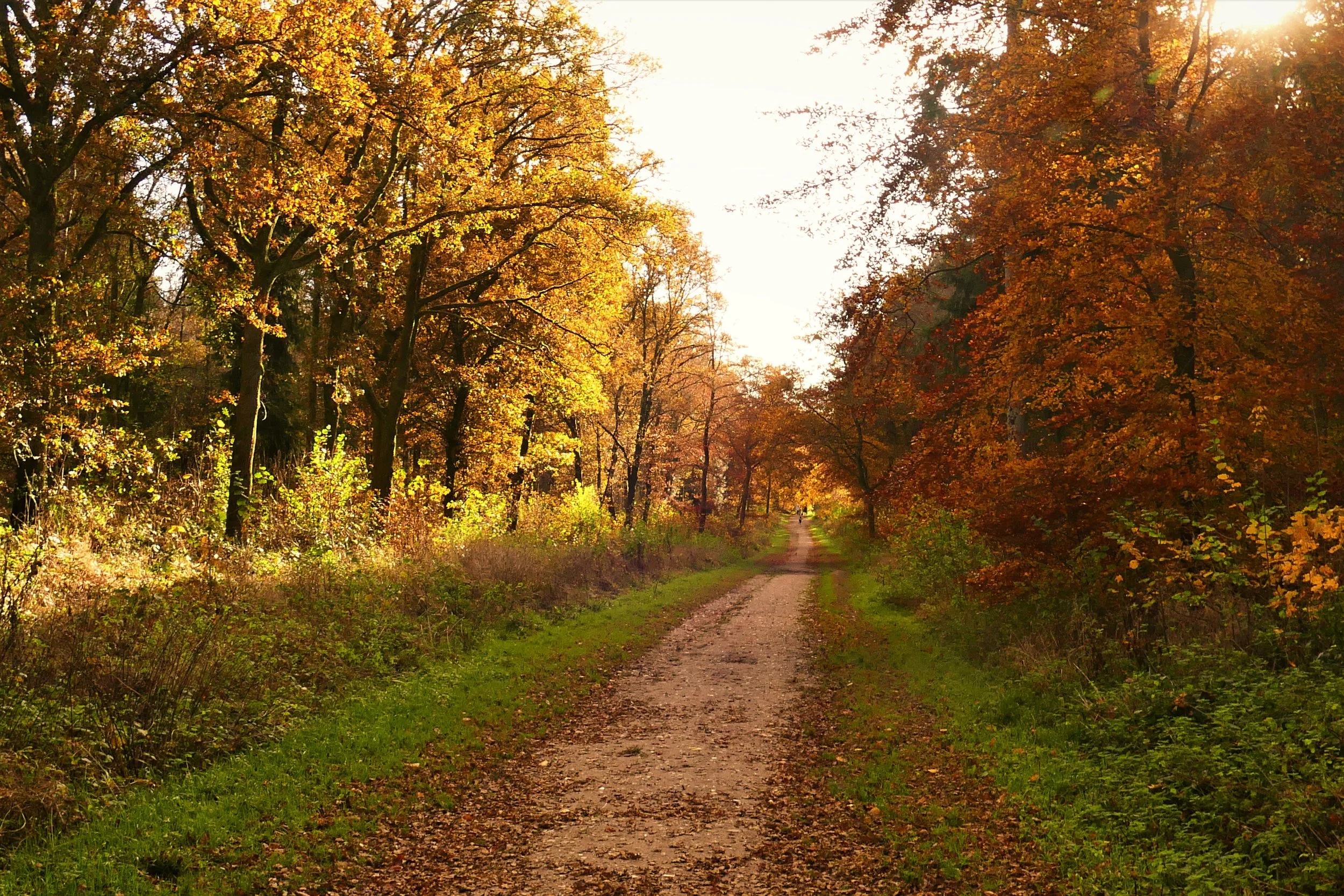 A walk for the whole family around Farley Mount Country Park — The ...