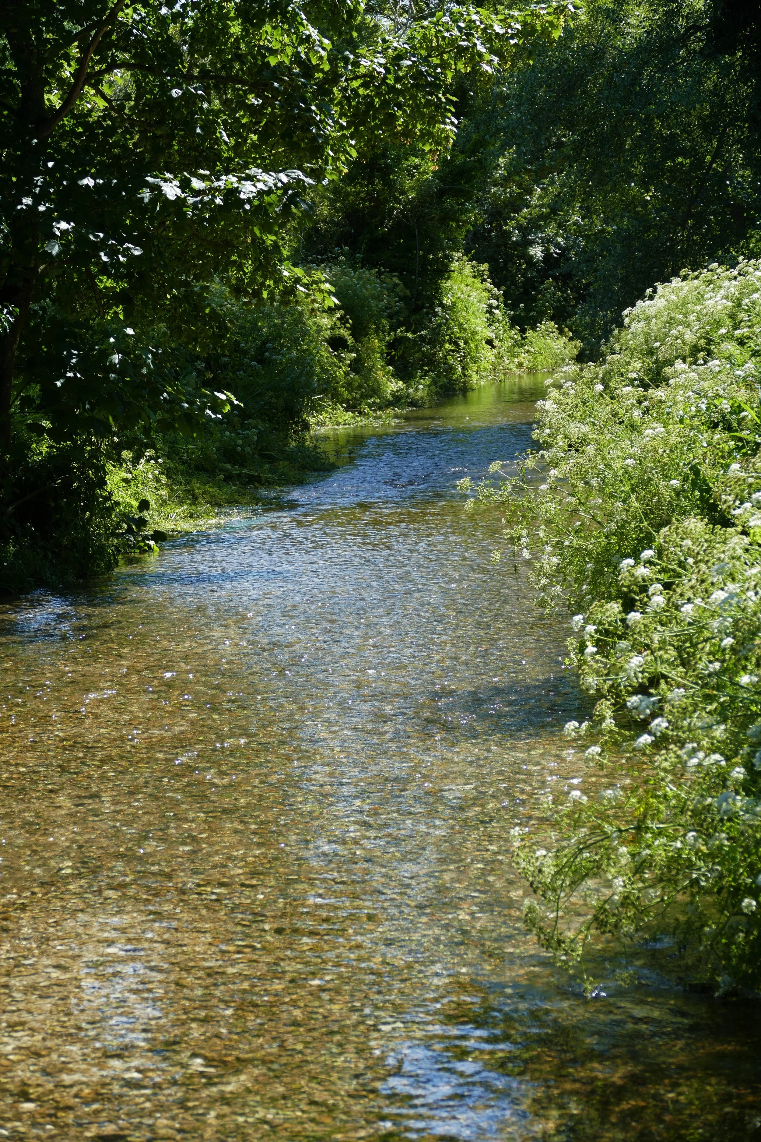A walk for the whole family along The River Meon from Droxford — The ...