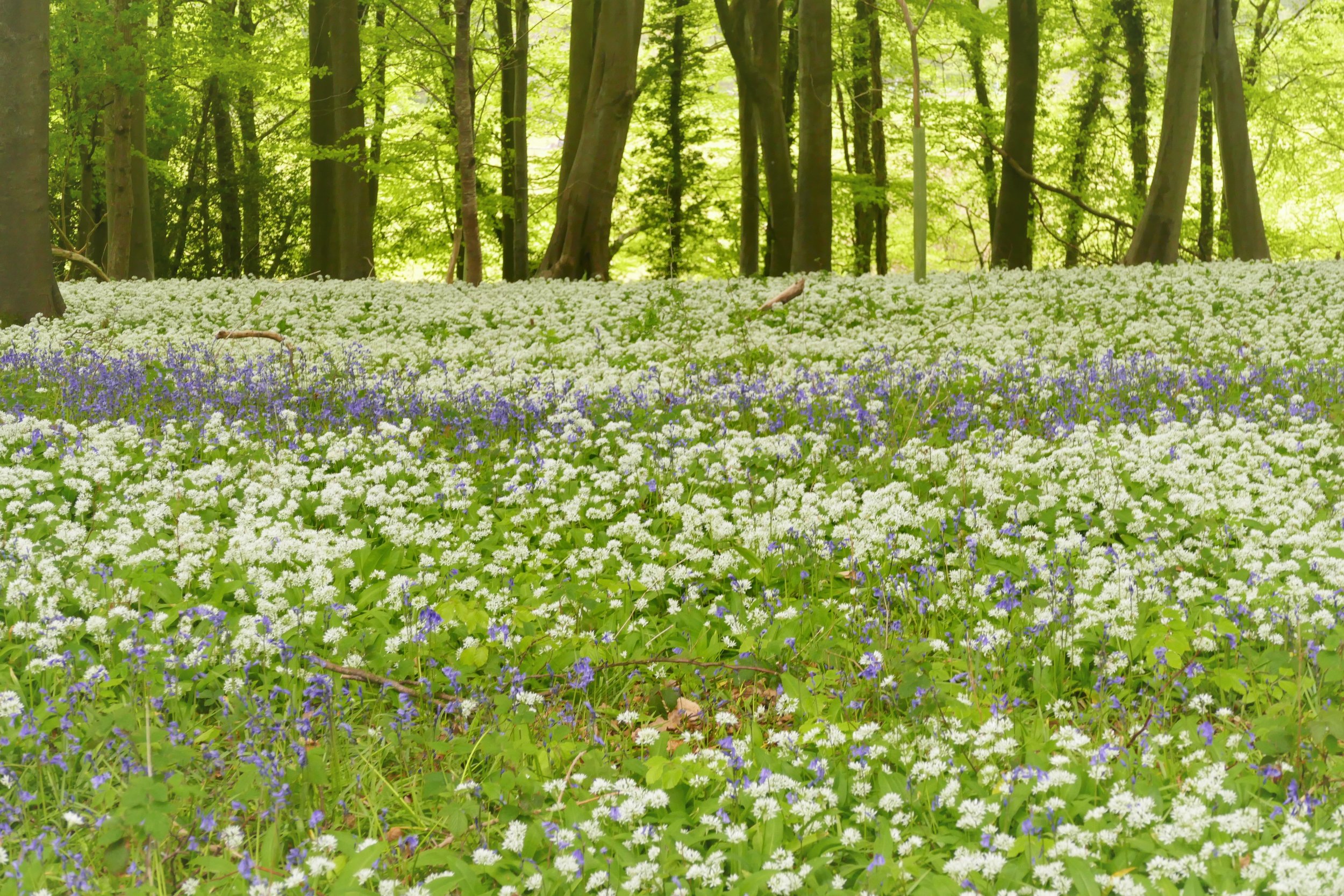 A walk for the whole family from St Hubert's Church, Idsworth — The ...