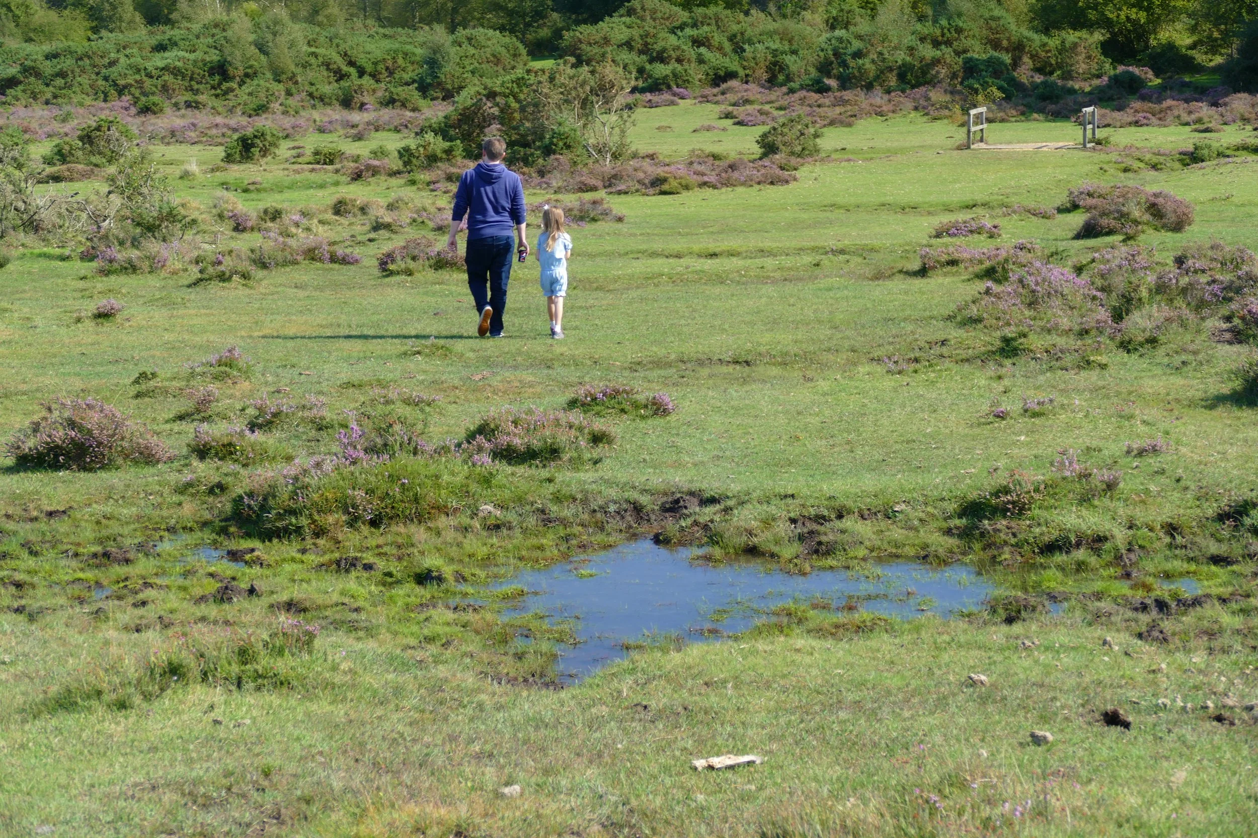 A circular walk for the whole family near Burley in The New Forest ...