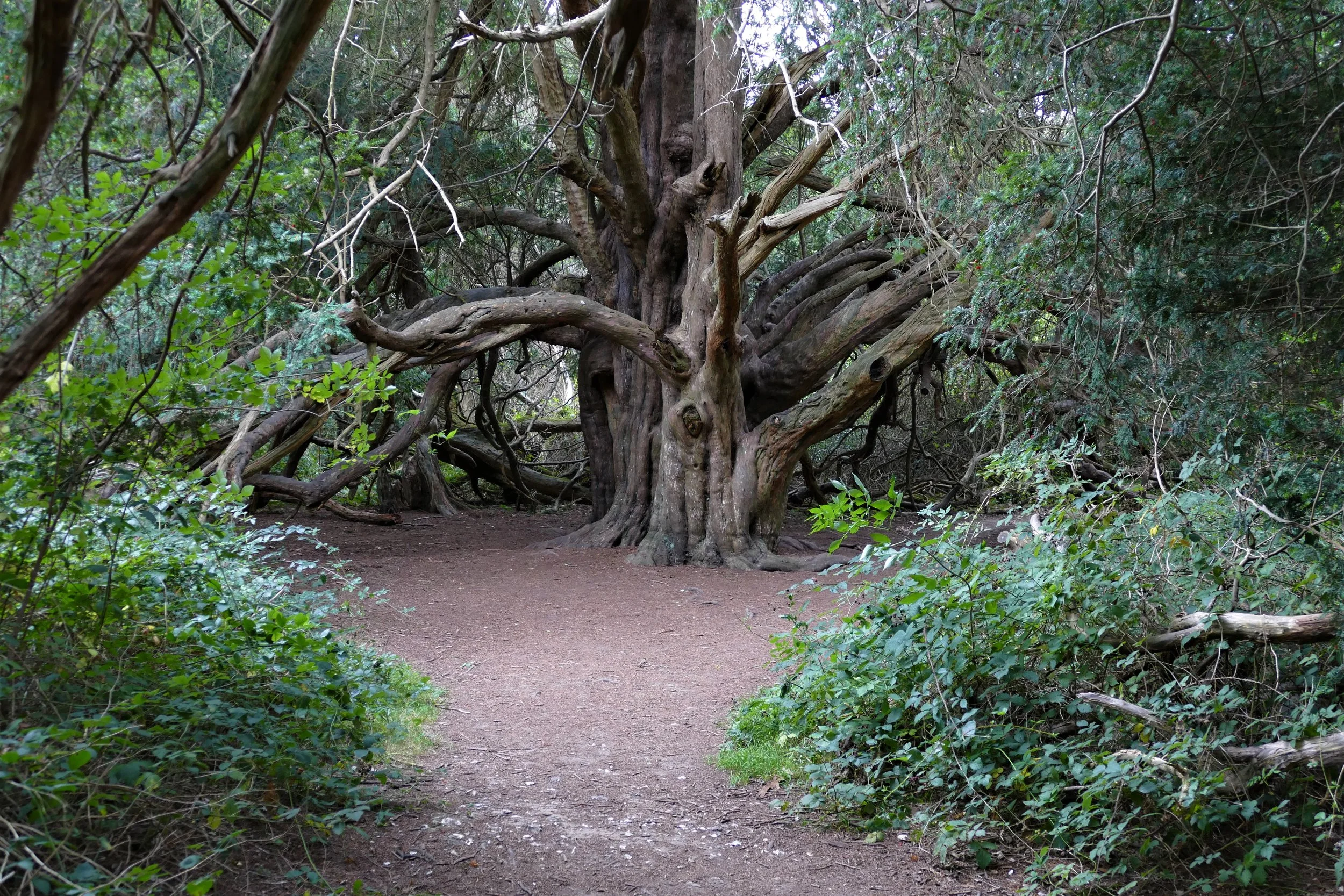 A circular walk for the whole family through Kingley Vale Nature ...