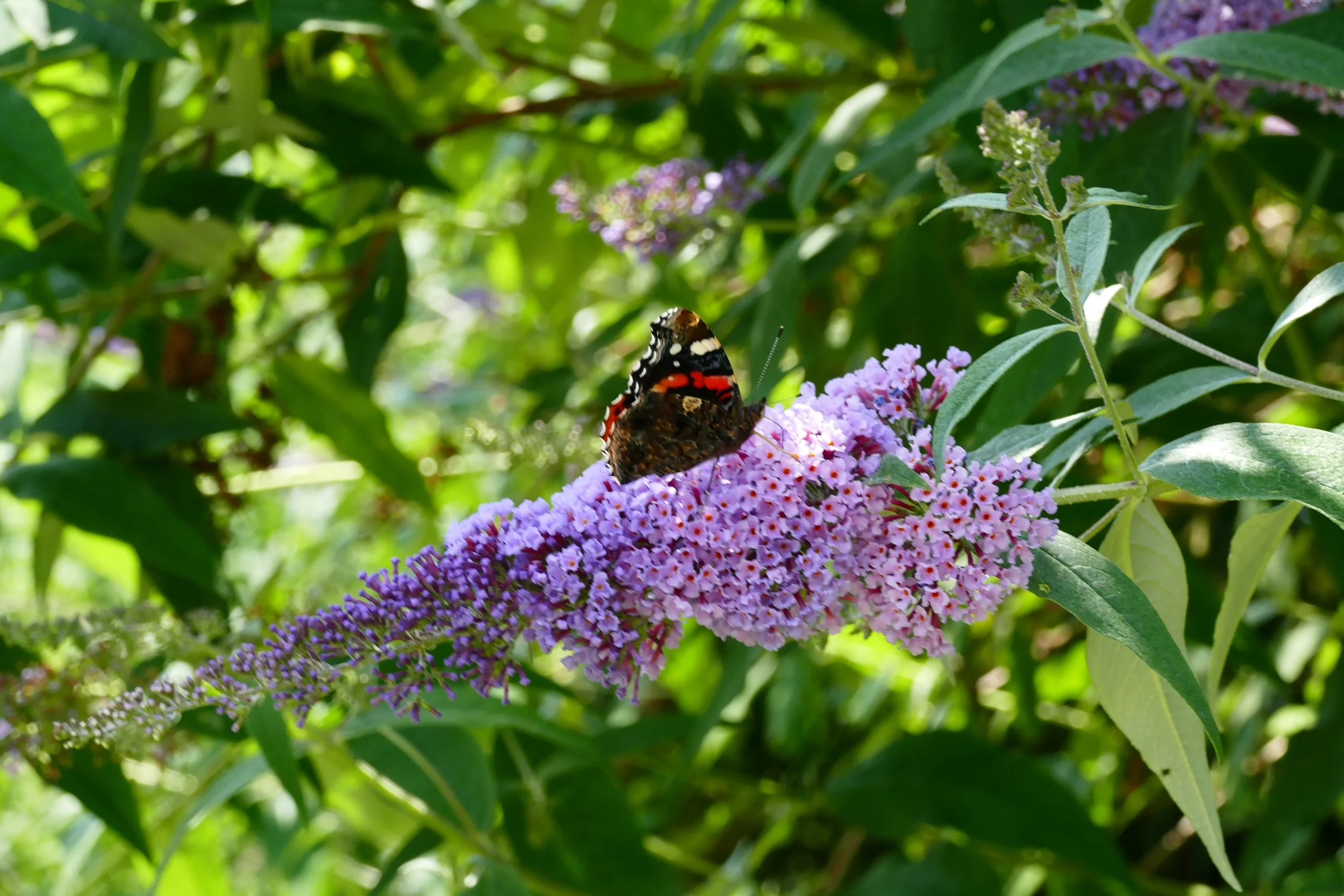 A walk for the whole family around Testwood Lakes Nature Reserve, near ...