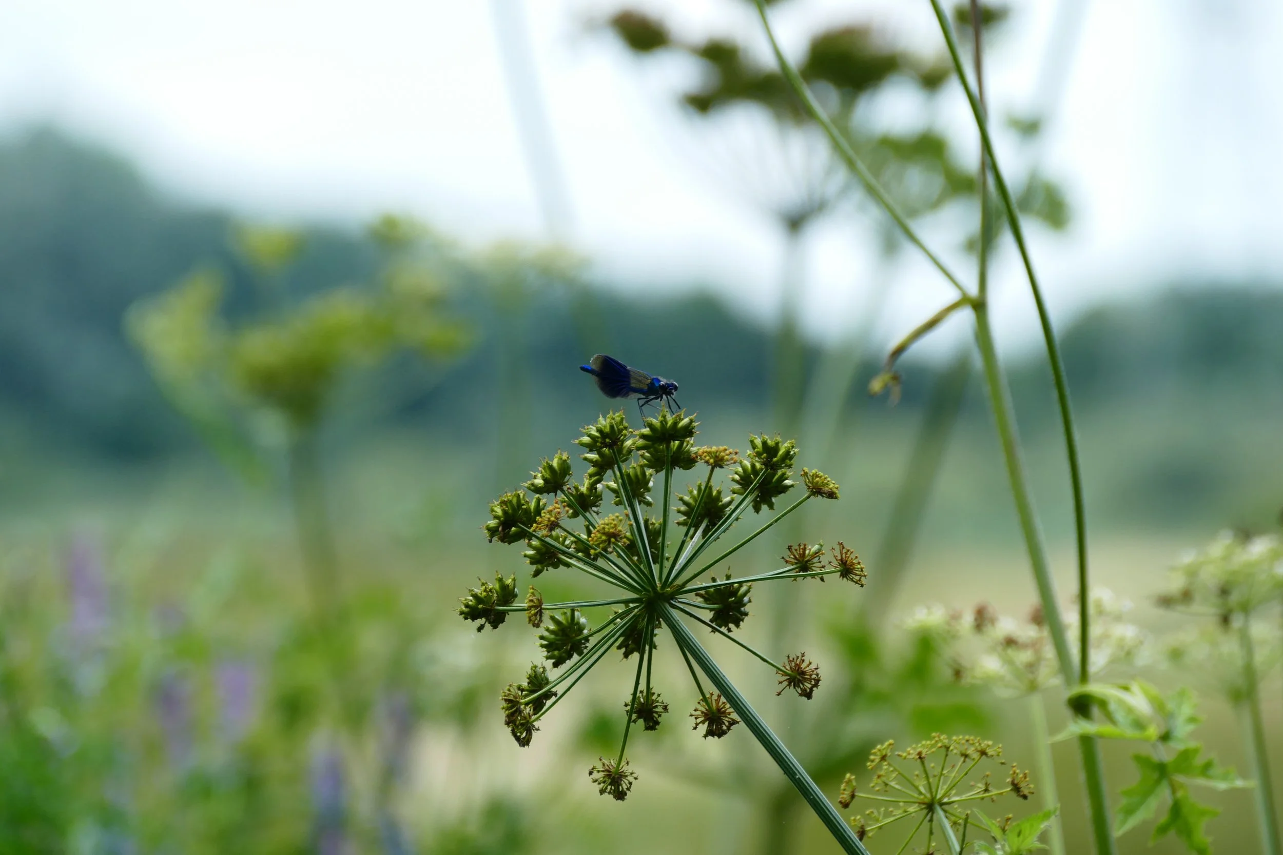 A walk for the whole family around Testwood Lakes Nature Reserve, near ...