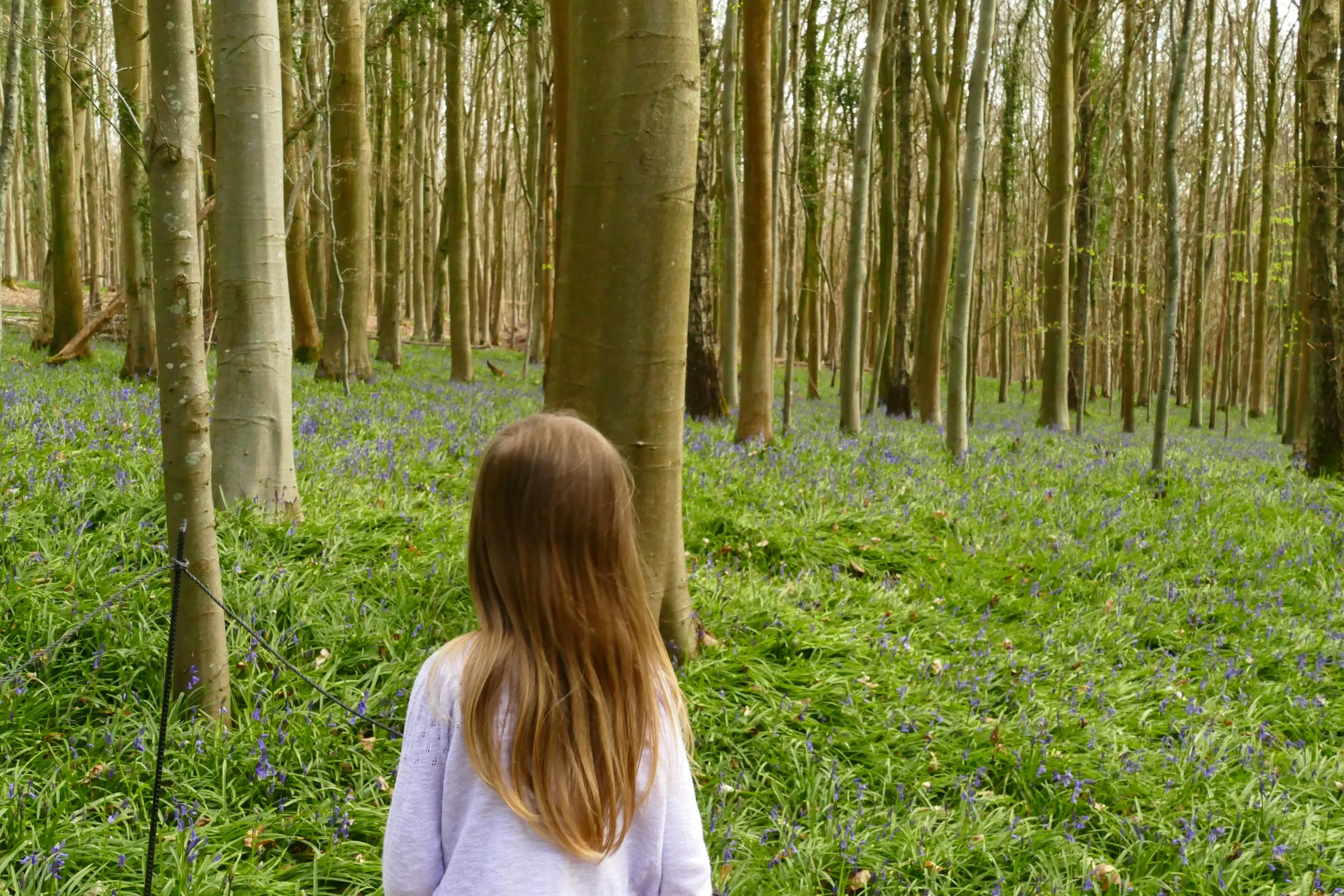 A circular walk for the whole family around Nore Wood on the Slindon ...