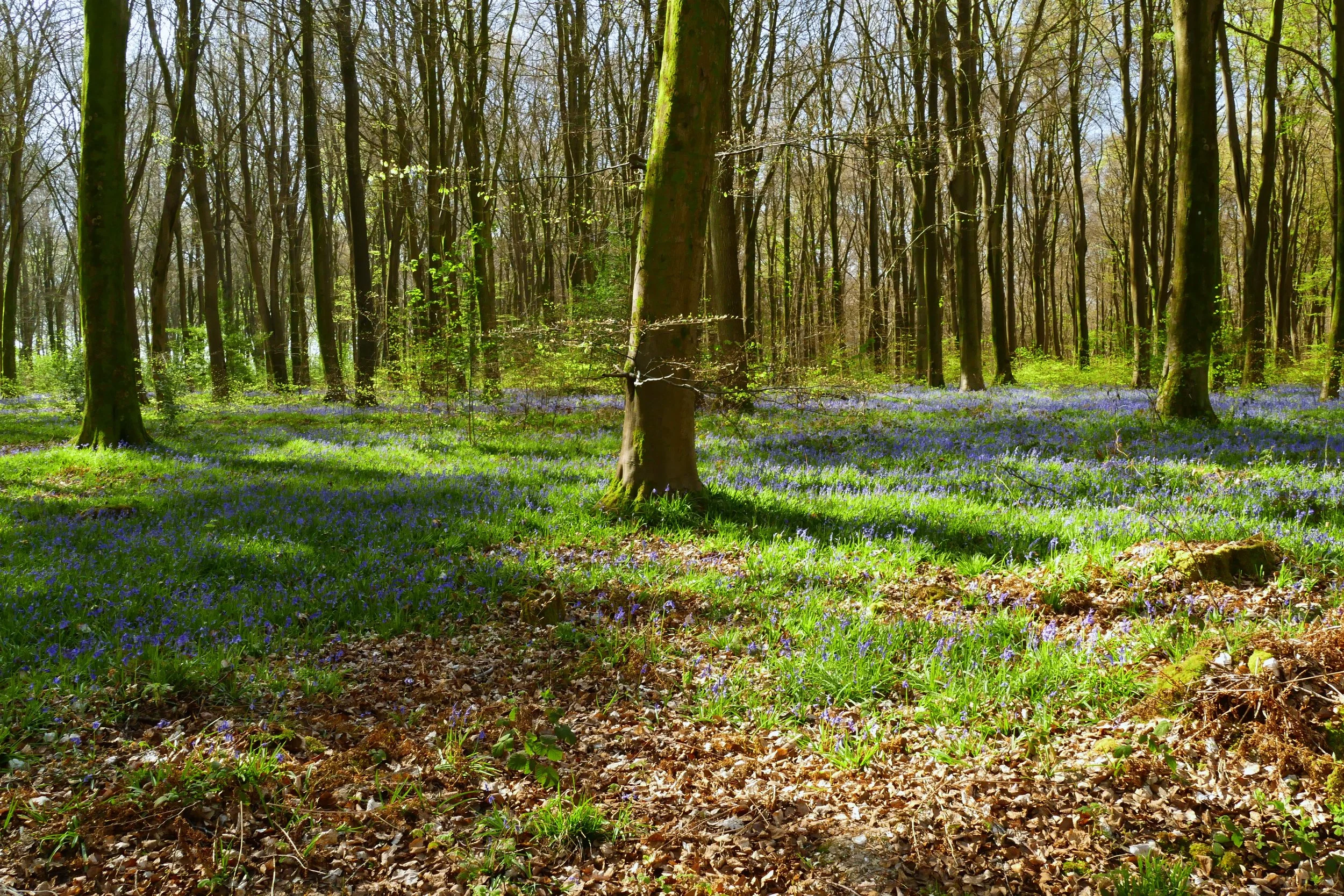 A walk for the whole family at Micheldever Wood — The Ambling Path ...