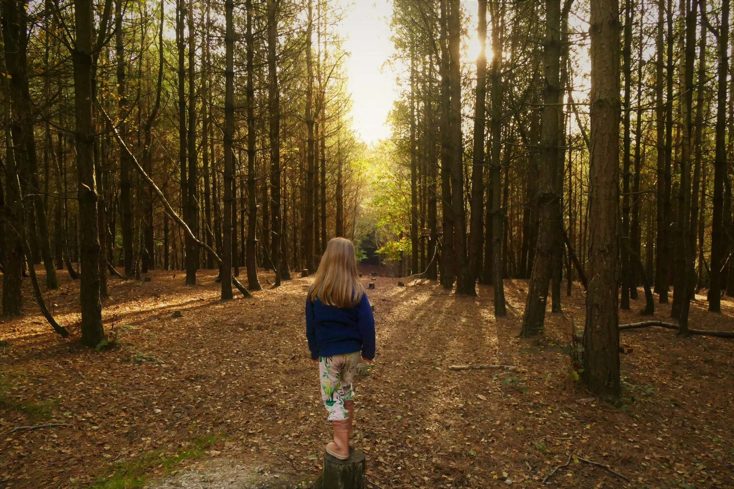 A circular walk for the whole family from West Walk, Forest of Bere ...