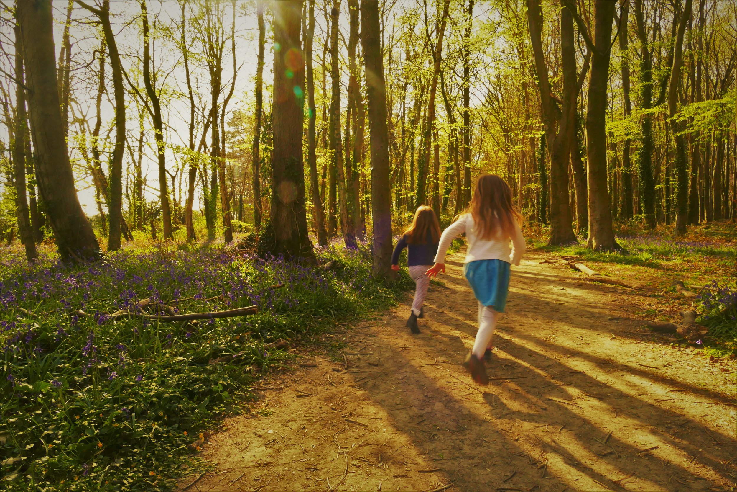 A circular walk for the whole family to spot bluebells in Stoke Wood ...