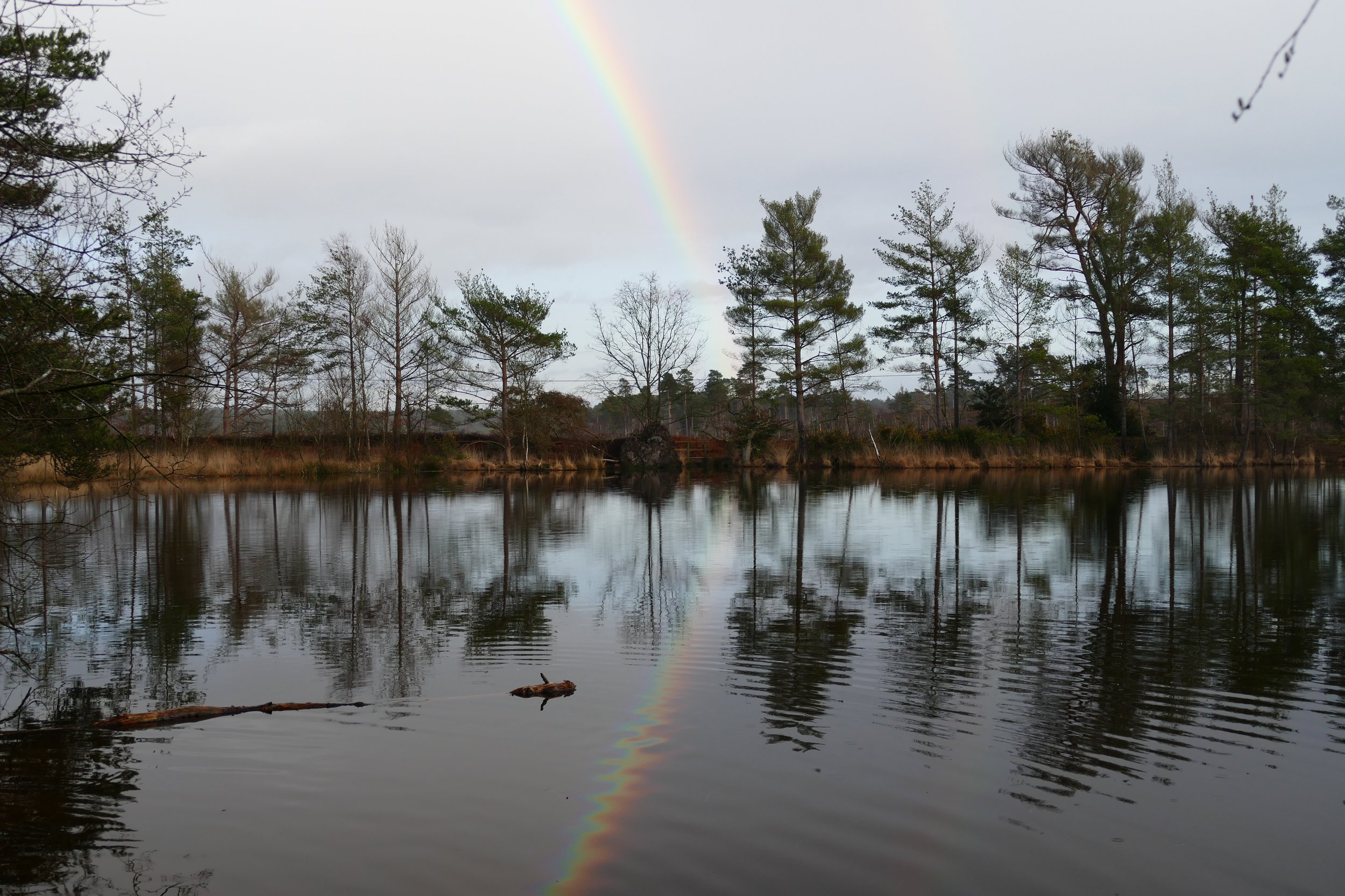 A walk for the whole family across Thursley Common — The Ambling Path ...