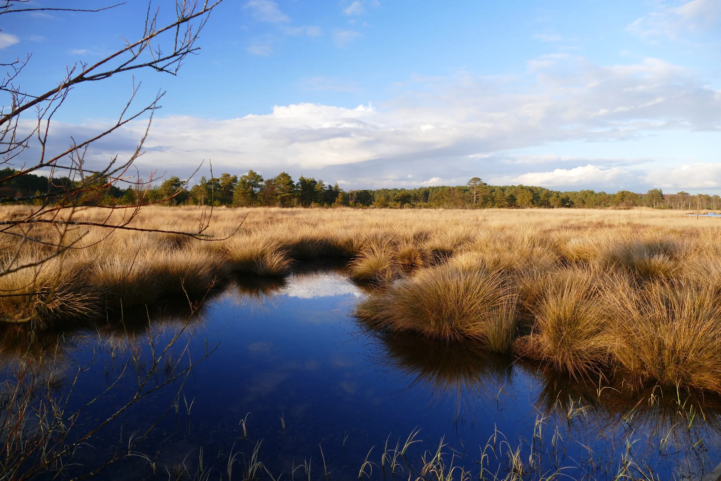 A walk for the whole family across Thursley Common — The Ambling Path ...