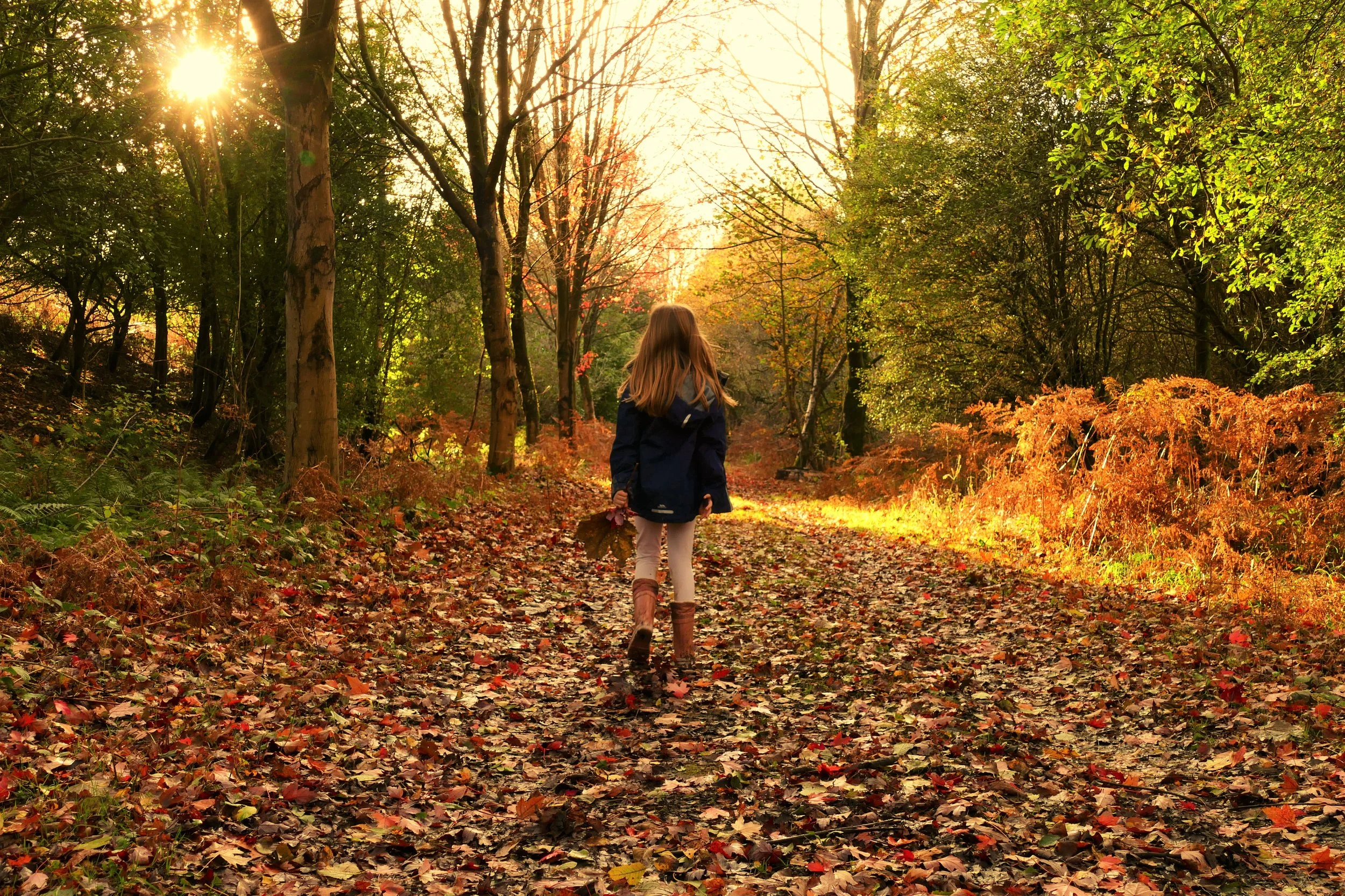 A walk for the whole family around Bramshott Common and Waggoners Wells ...