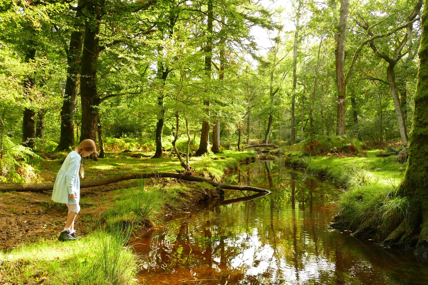 A Hampshire walk for the whole family along the Tall Trees Trail in The ...