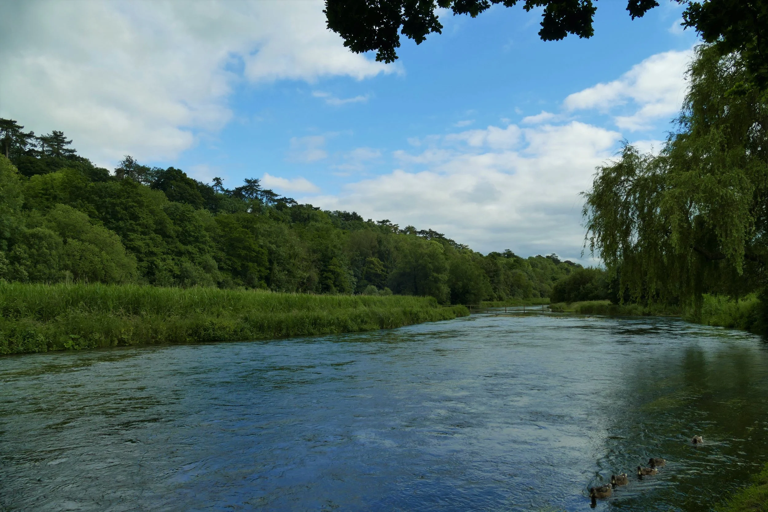 A walk for the whole family at Chilbolton — The Ambling Path - Family ...