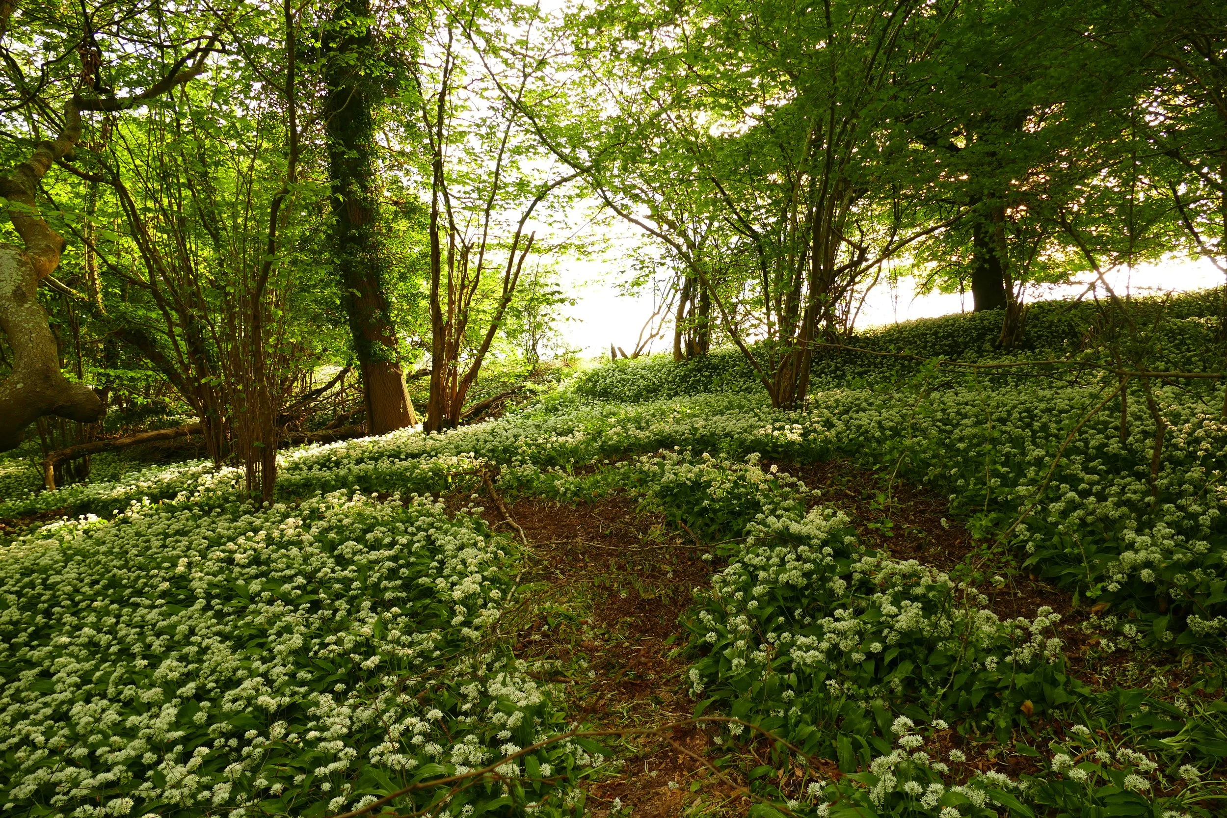 A walk for the whole family around Noar Hill Nature Reserve — The ...