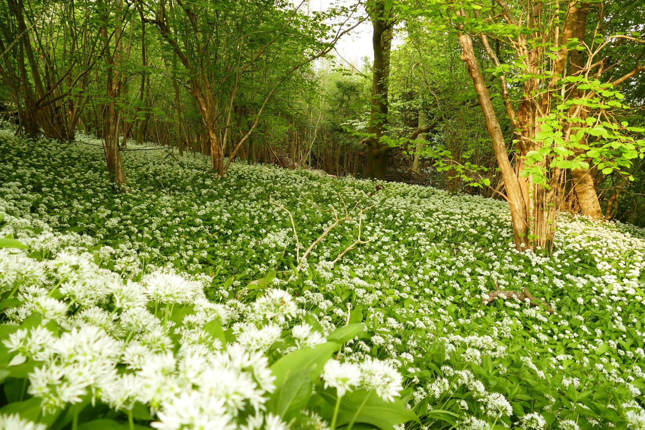 A walk for the whole family around Noar Hill Nature Reserve — The ...