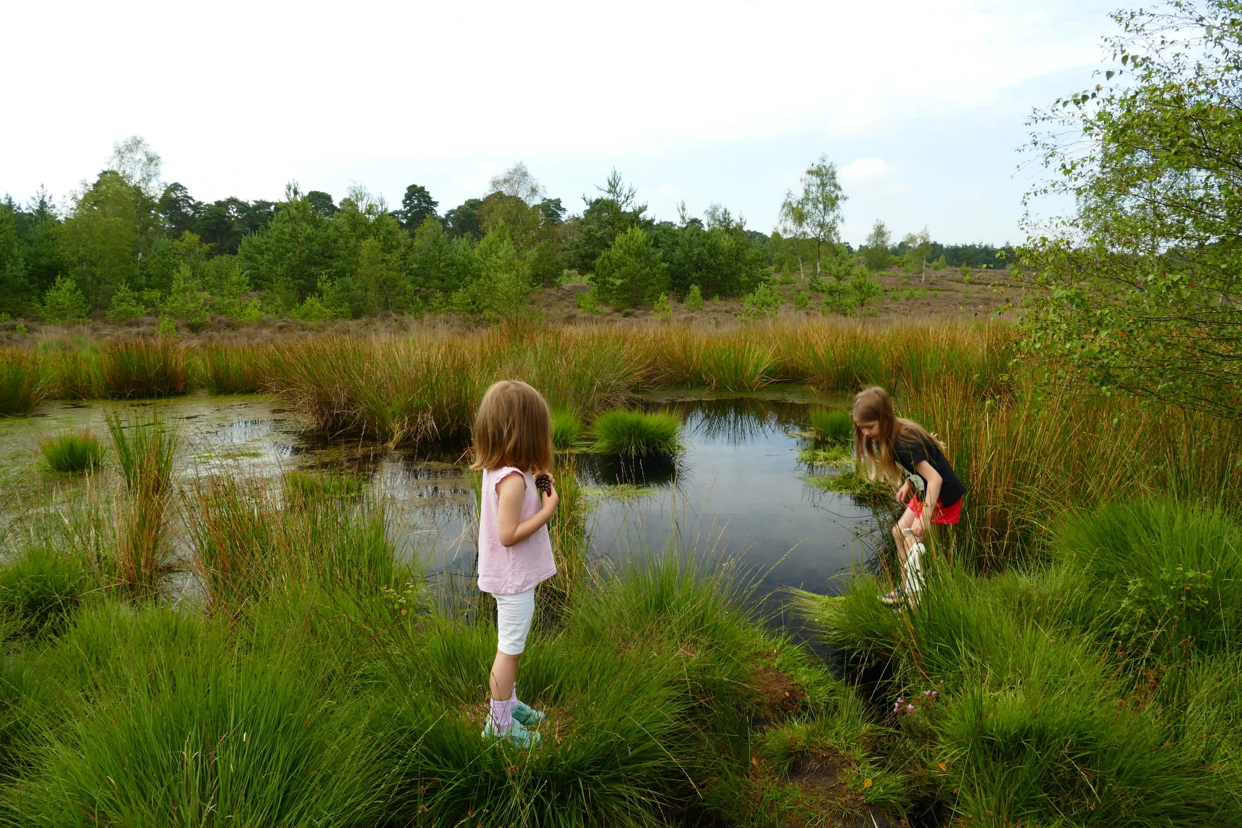 A walk for the whole family at Iping and Stedham Commons — The Ambling ...
