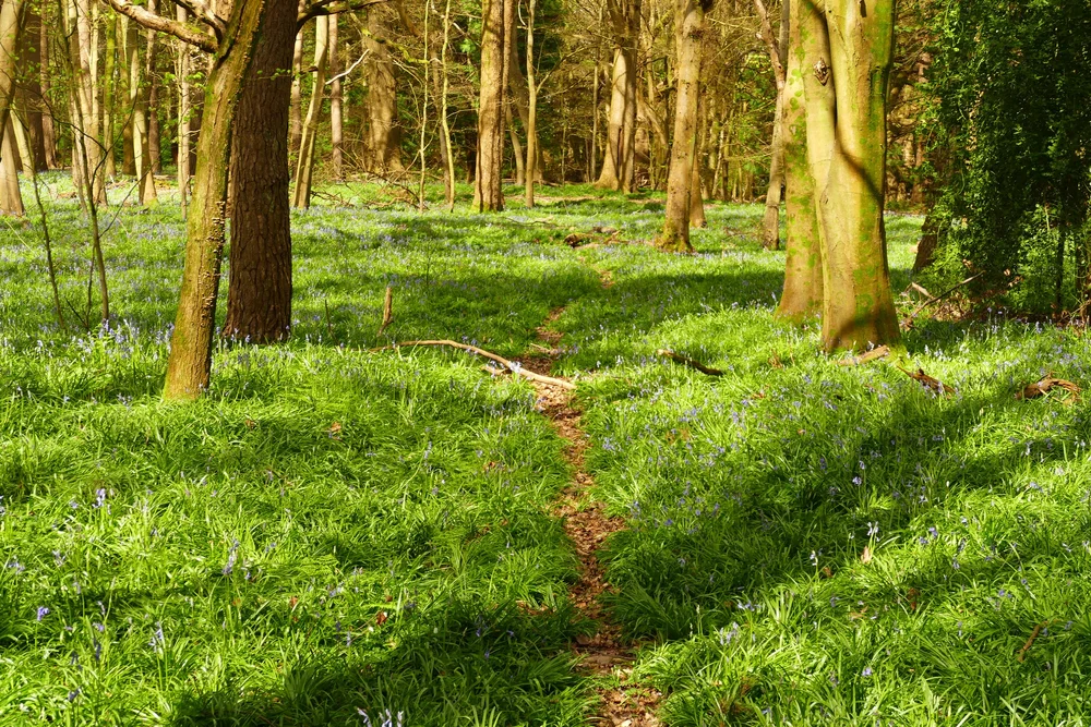 A walk for the whole family around Chantry Wood near Guildford — The ...