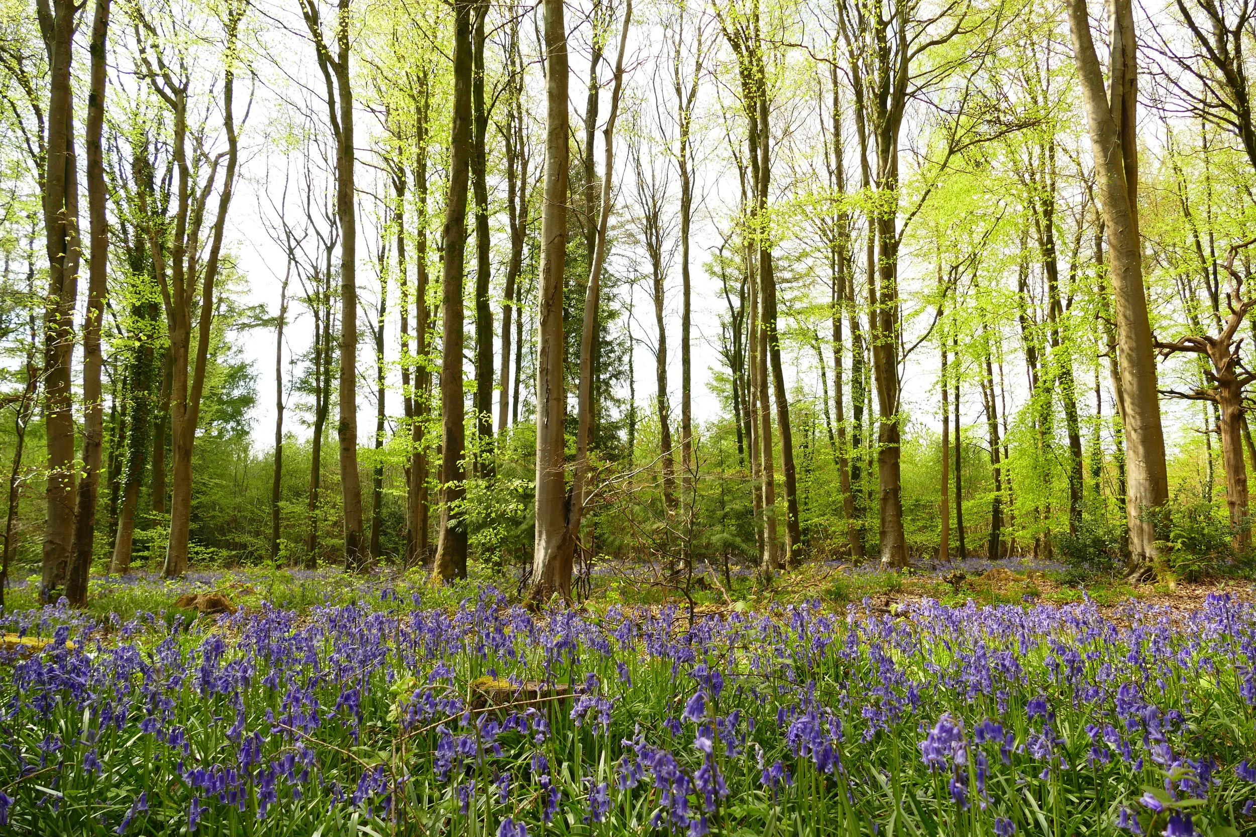 A walk for the whole family around Farley Mount Country Park — The ...