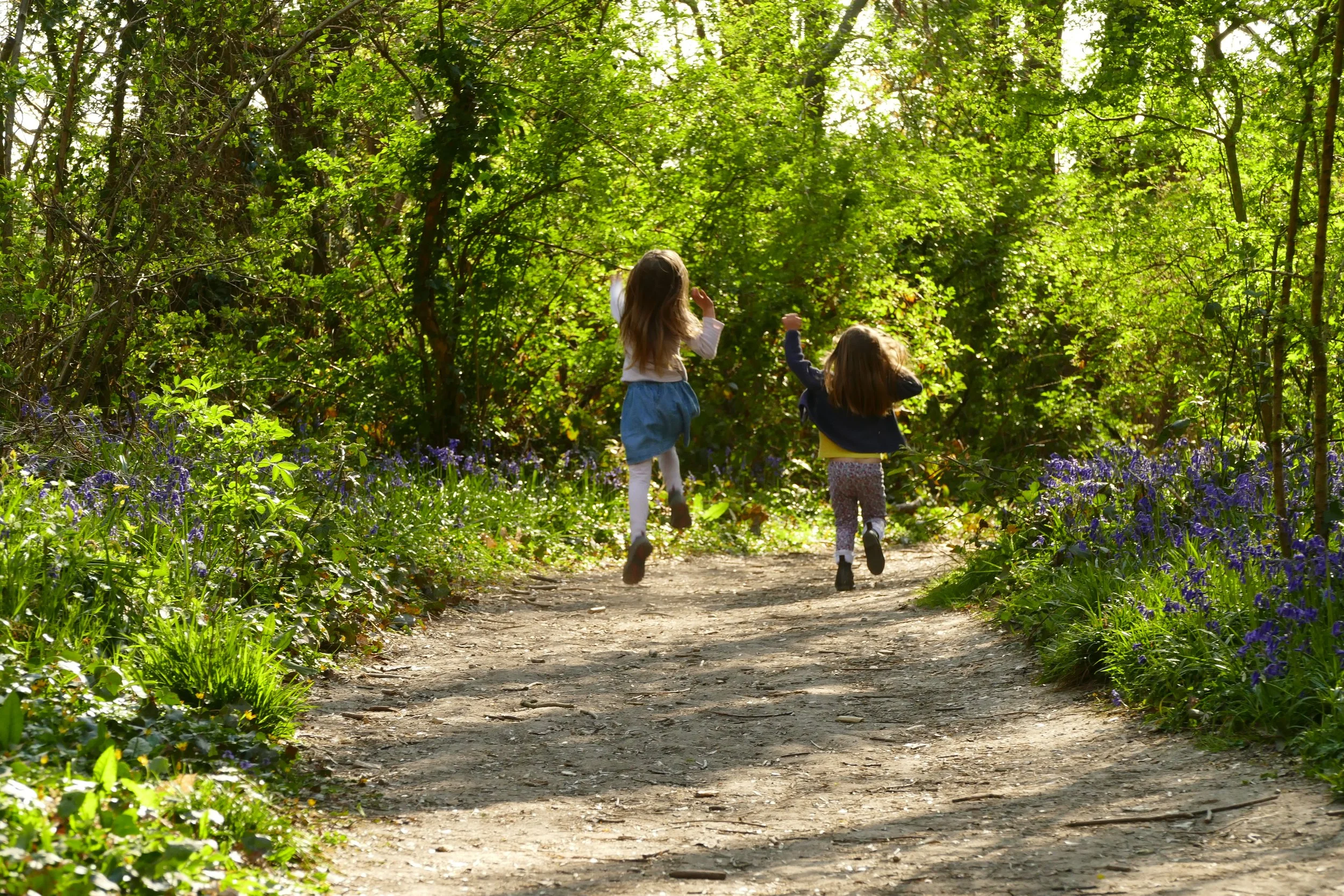 A circular walk for the whole family to spot bluebells in Stoke Wood ...