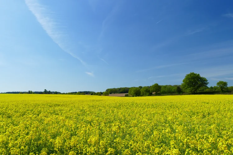 A walk for the whole family from Street Croft Farm in Herriard — The ...
