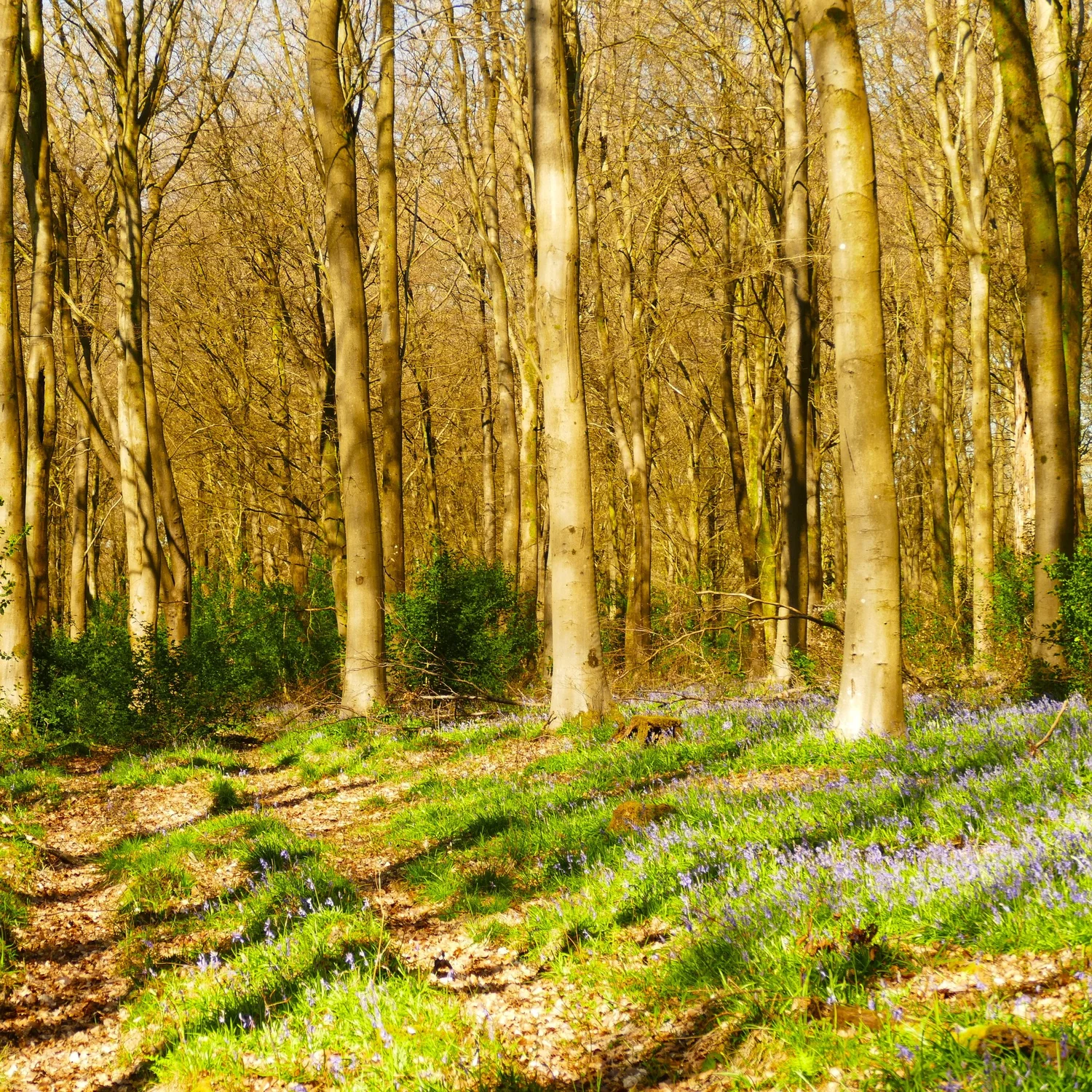 A walk for the whole family around Chawton Park Woods — The Ambling ...