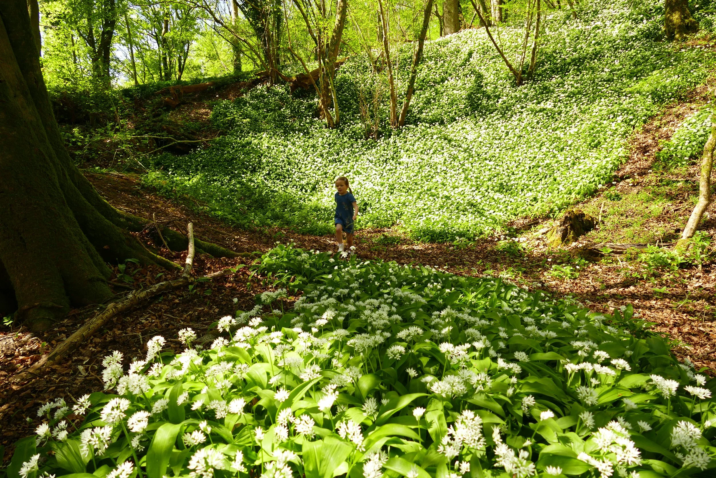 A walk for the whole family in Ashford Hangers near Petersfield — The ...