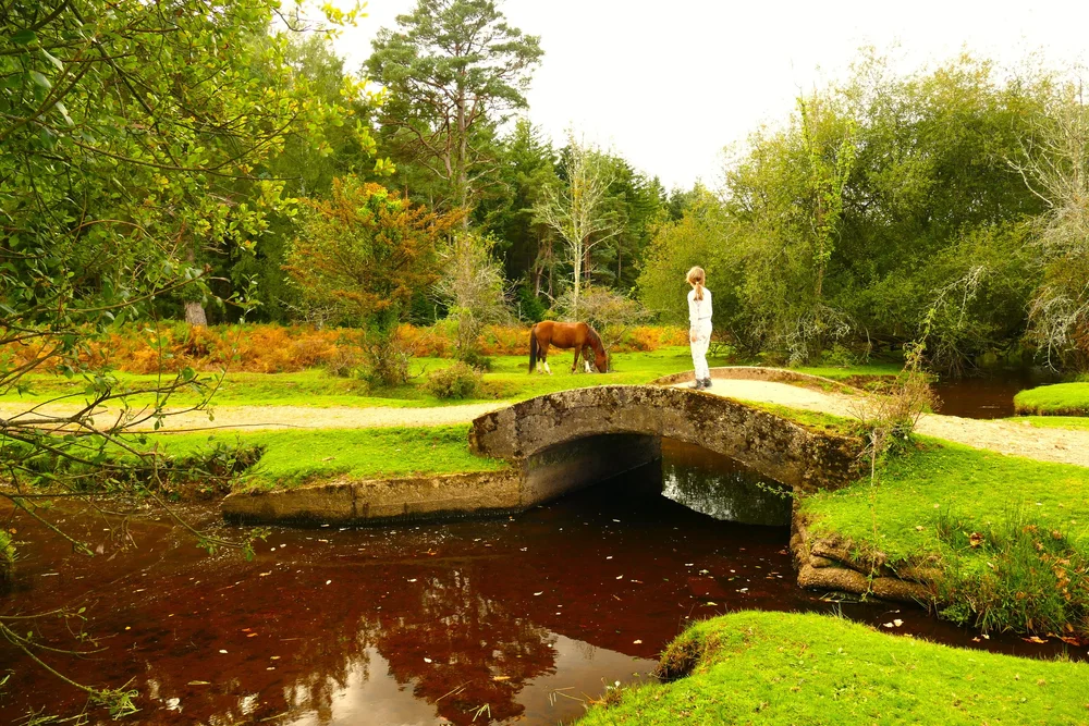 A walk for the whole family around Broomy Inclosure — The Ambling Path ...
