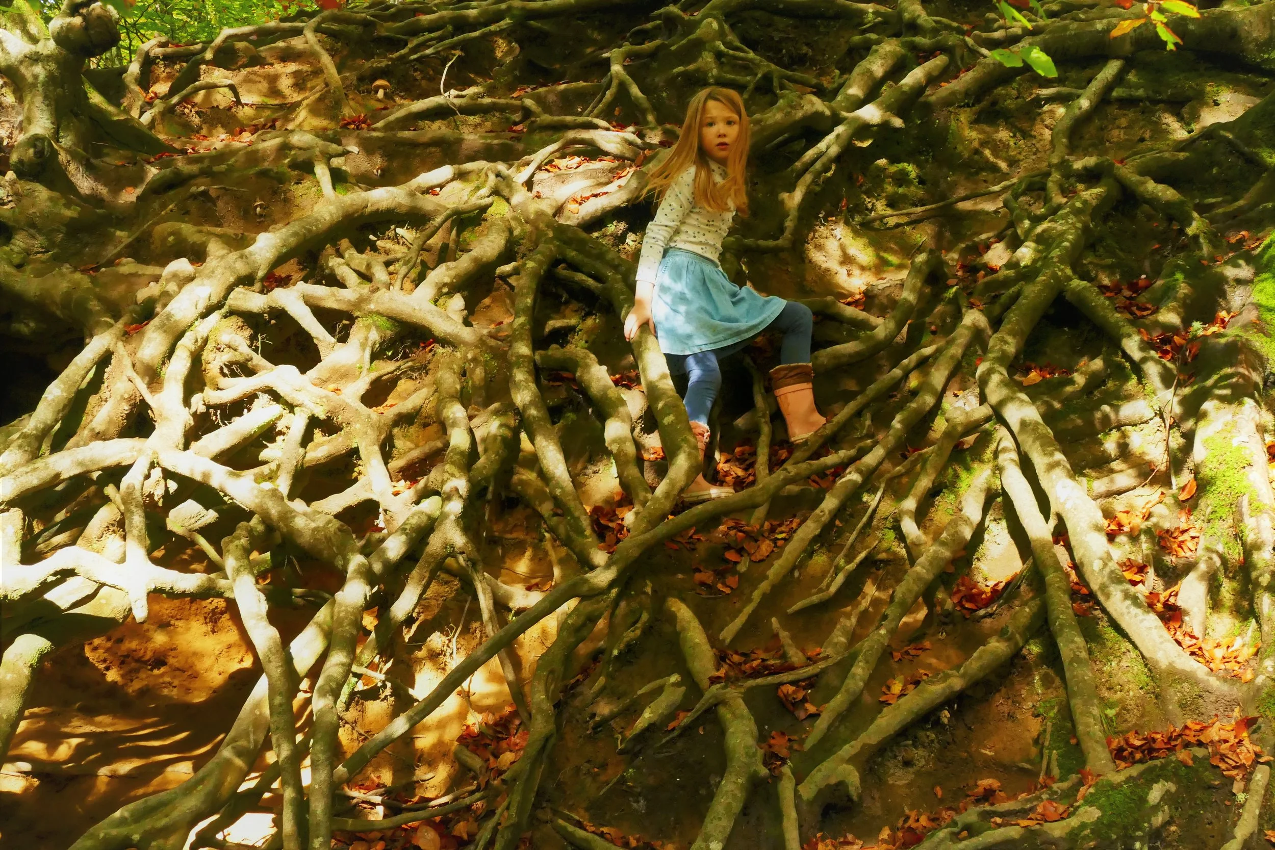 A walk for the whole family around Bramshott Common and Waggoners Wells ...
