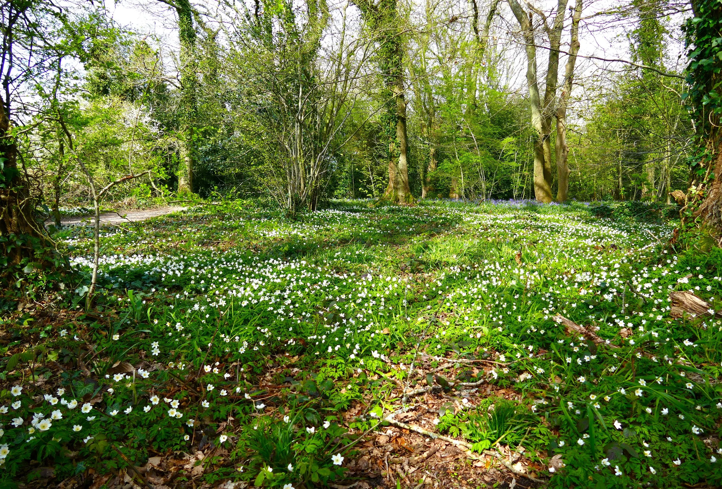 A walk for the whole family around Catherington Lith — The Ambling Path ...