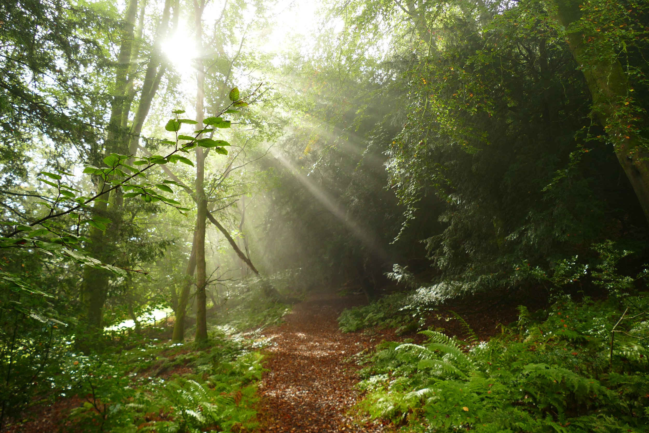 A West Sussex walk for the whole family to Bedham Old Church — The ...